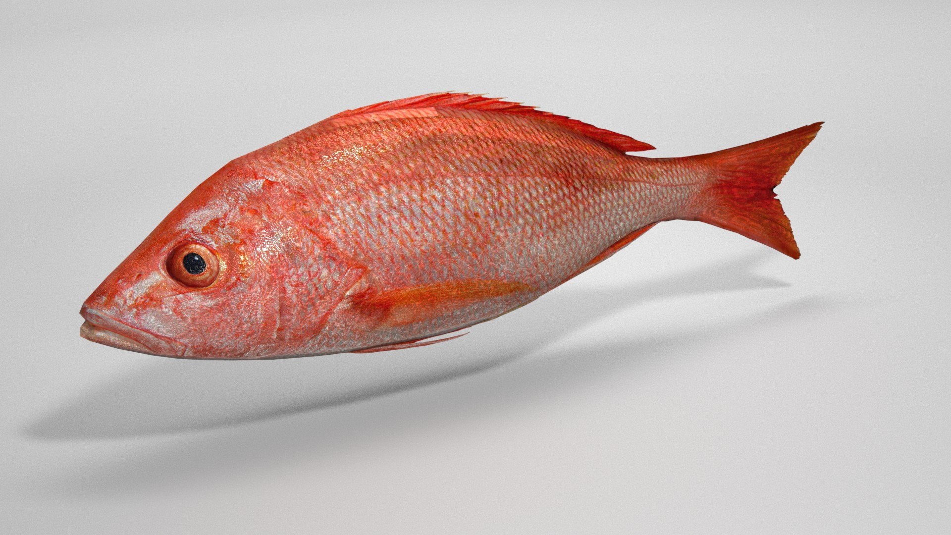 3D Red Snapper - TurboSquid 1884792