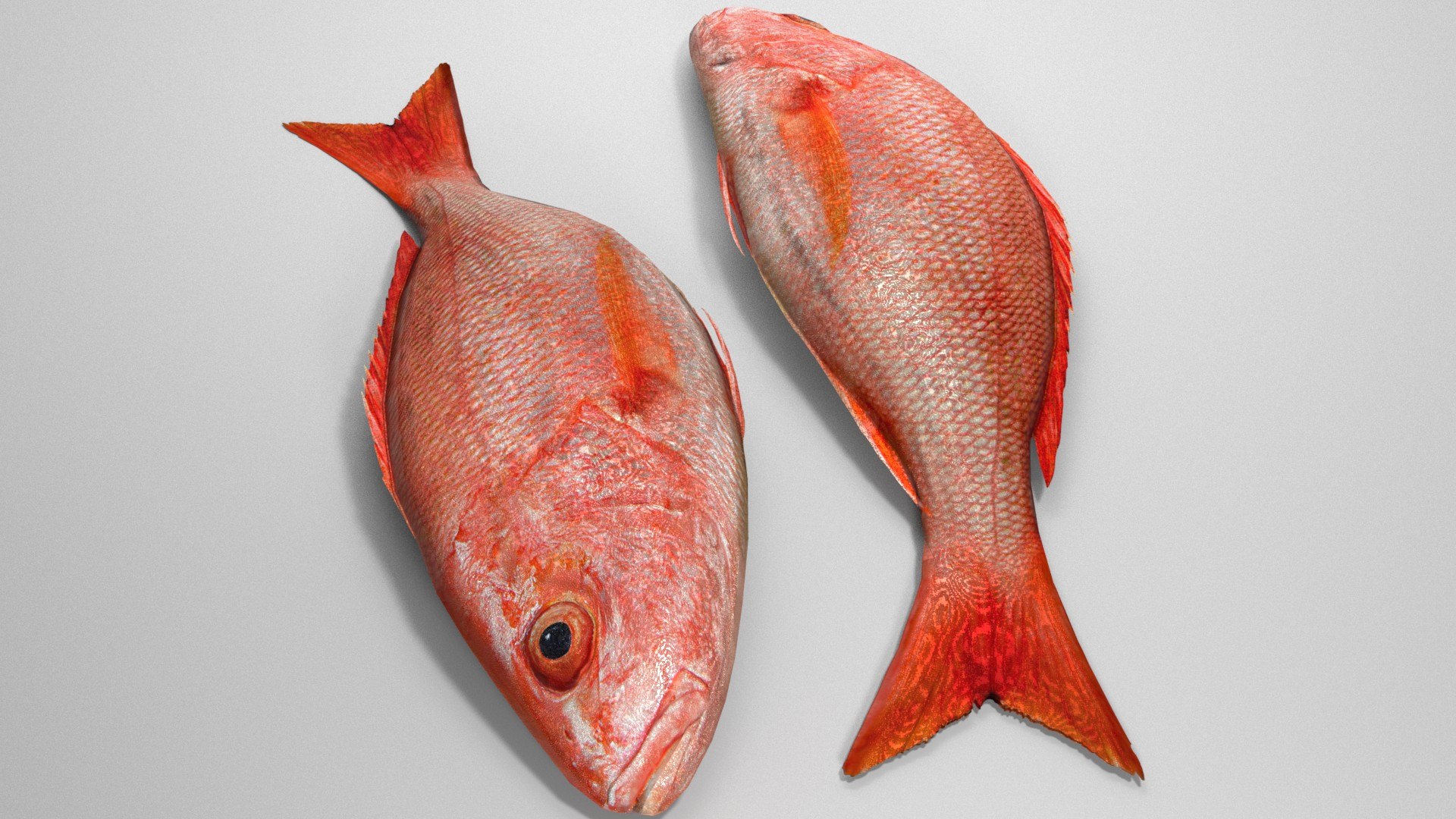 3D Red Snapper - TurboSquid 1884792
