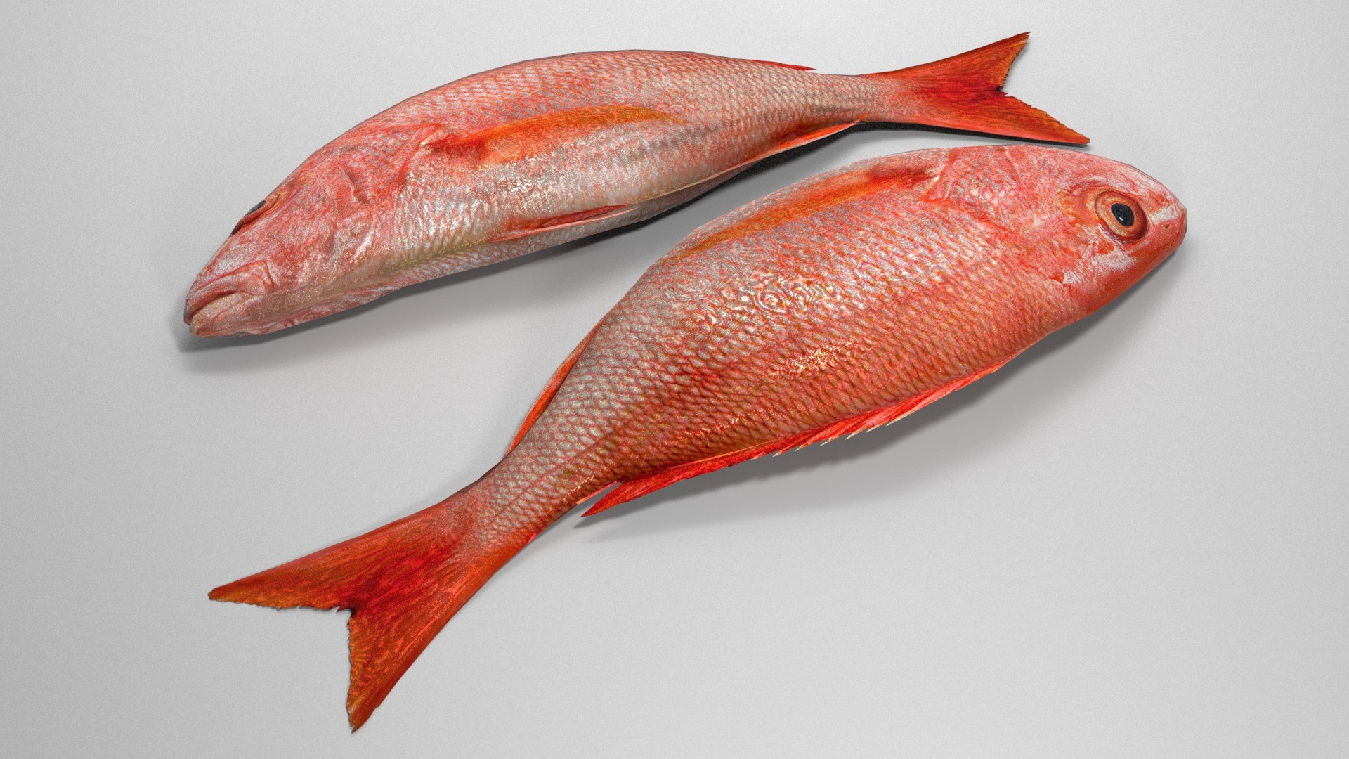 3D Red Snapper - TurboSquid 1884792