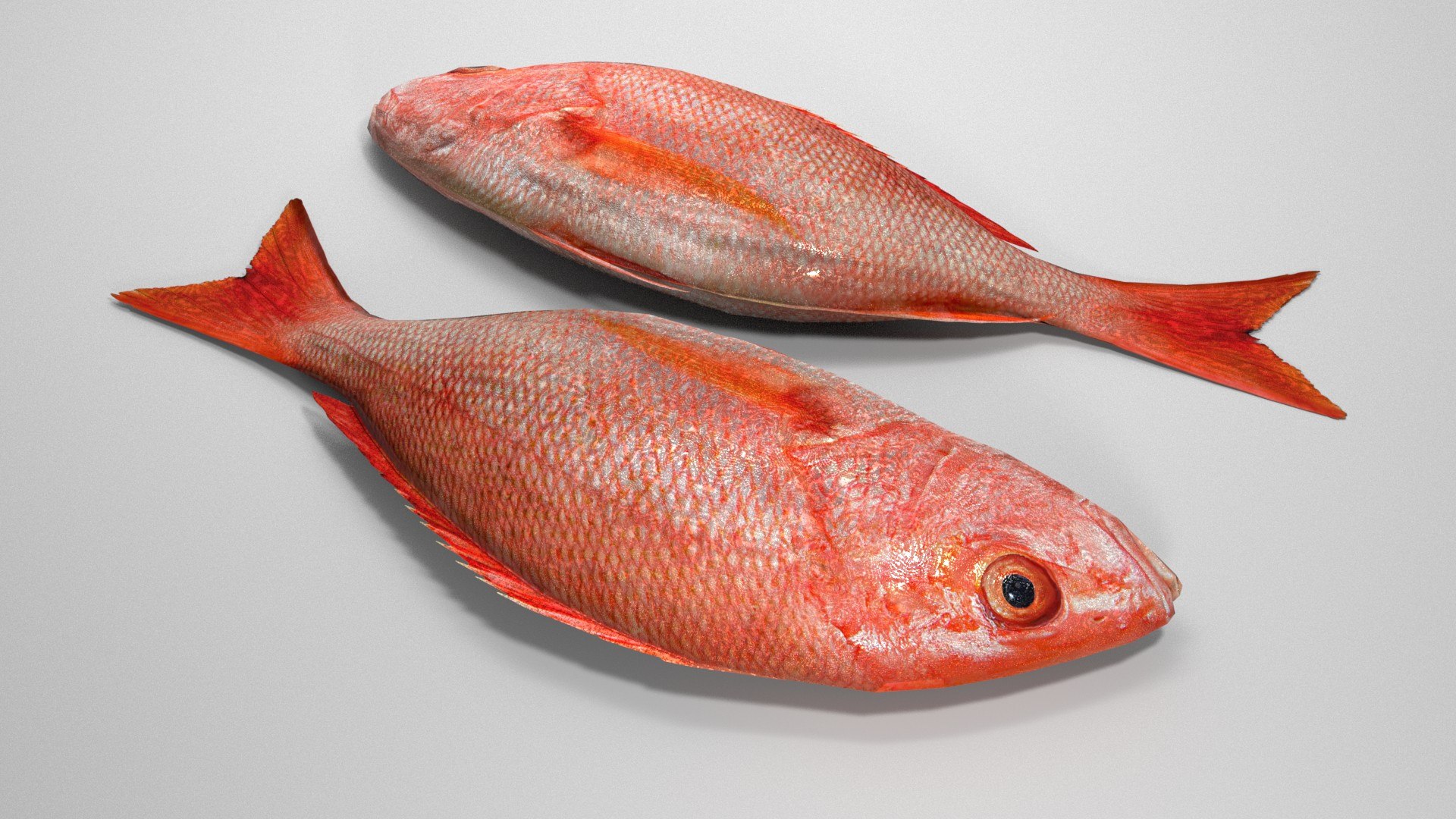3D Red Snapper - TurboSquid 1884792