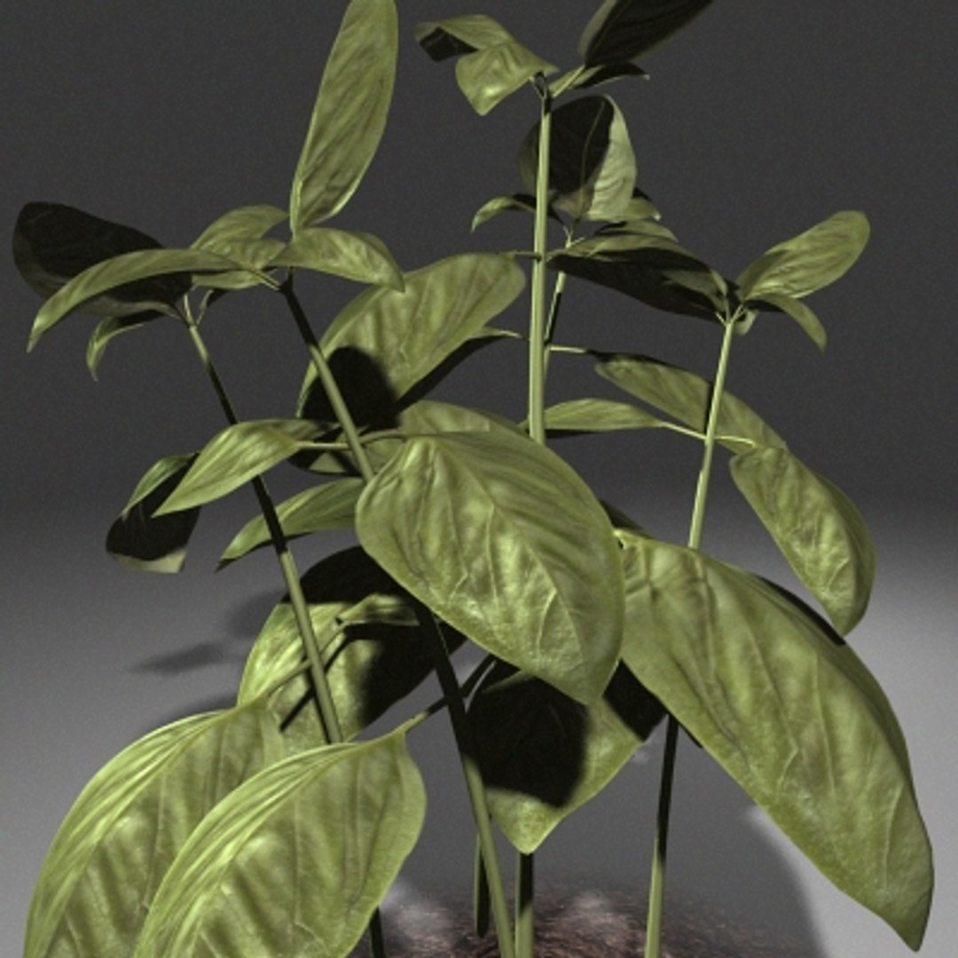 3d Basil Plant Model