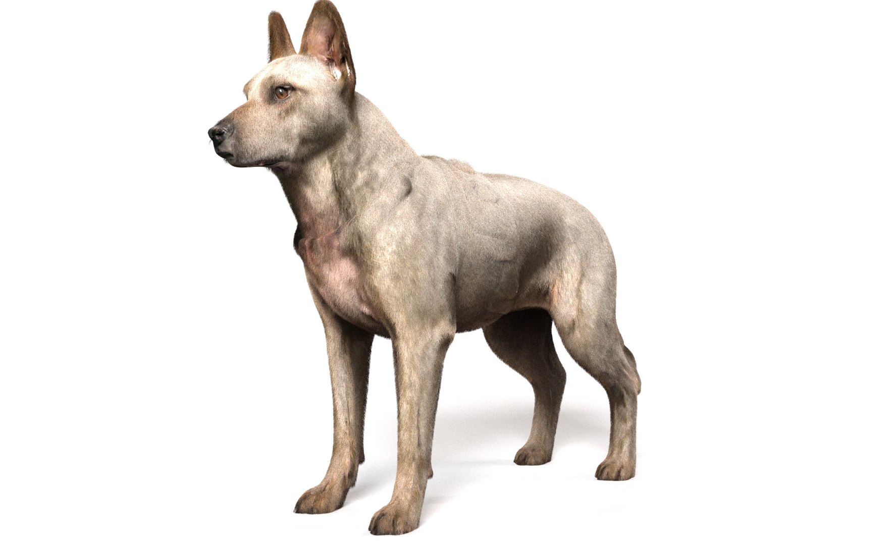 Dog Pack Model - TurboSquid 2325347