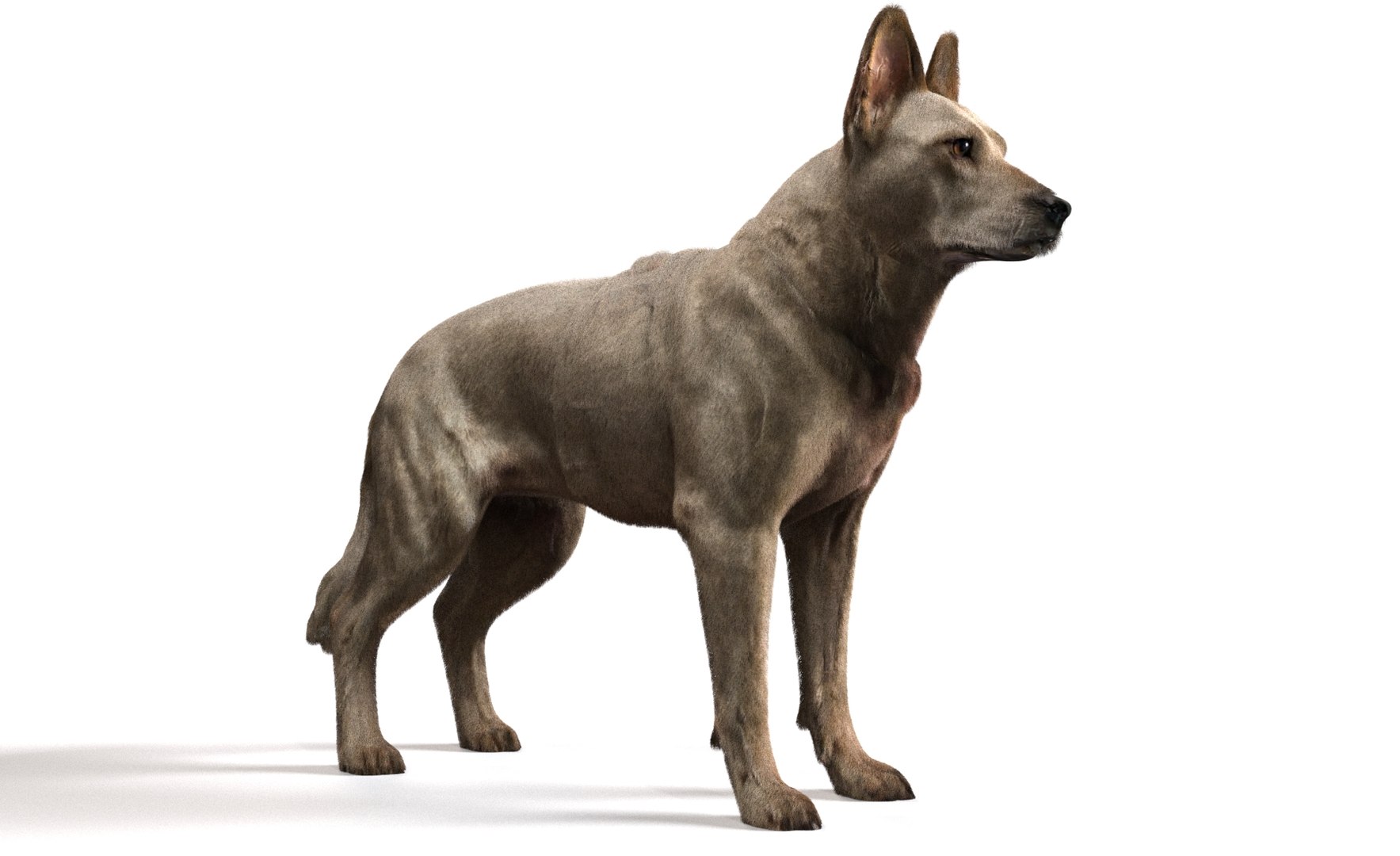 Dog Pack Model - TurboSquid 2325347