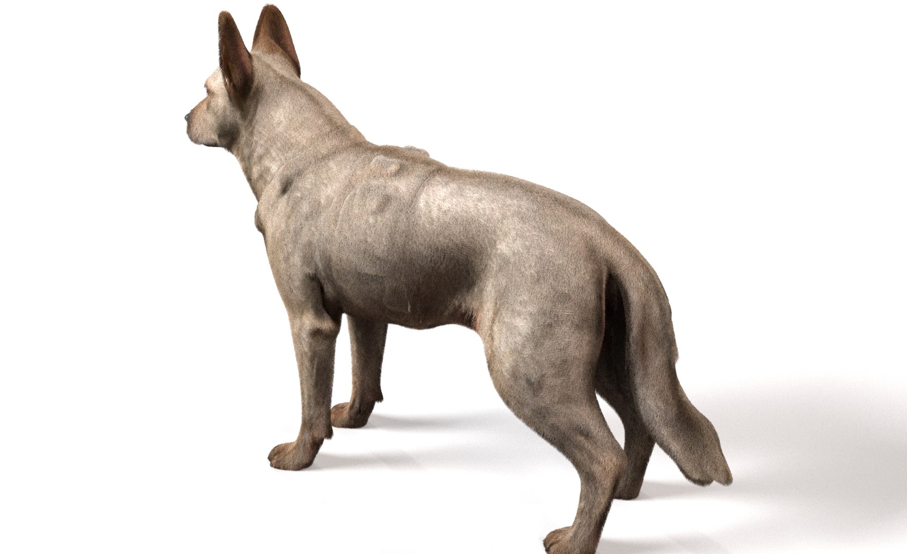Dog Pack Model - TurboSquid 2325347