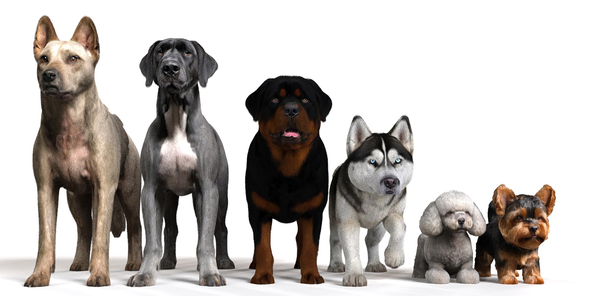 Dog Pack Model - TurboSquid 2325347