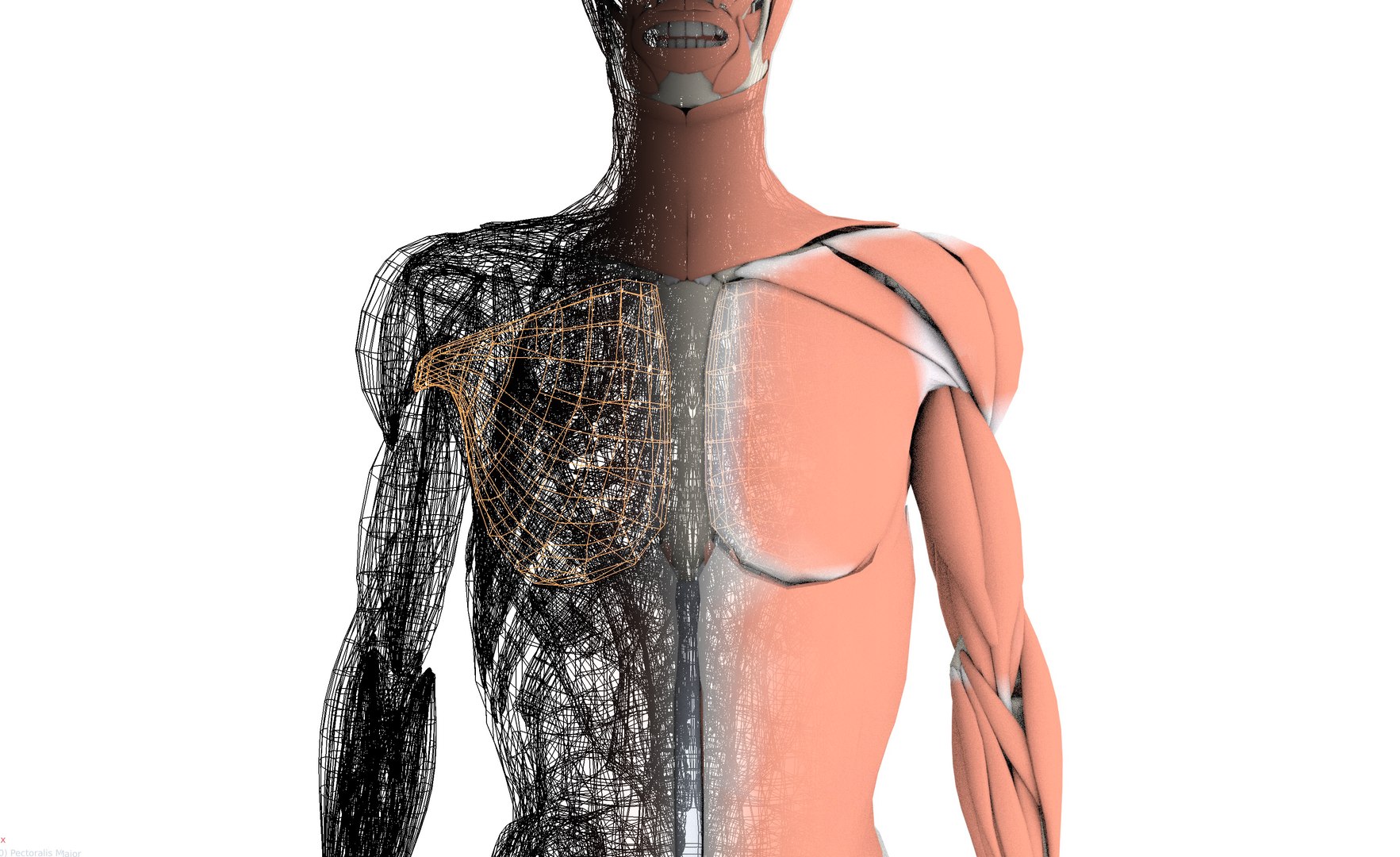Human Body Complete Anatomy 3D Model - TurboSquid 1346162
