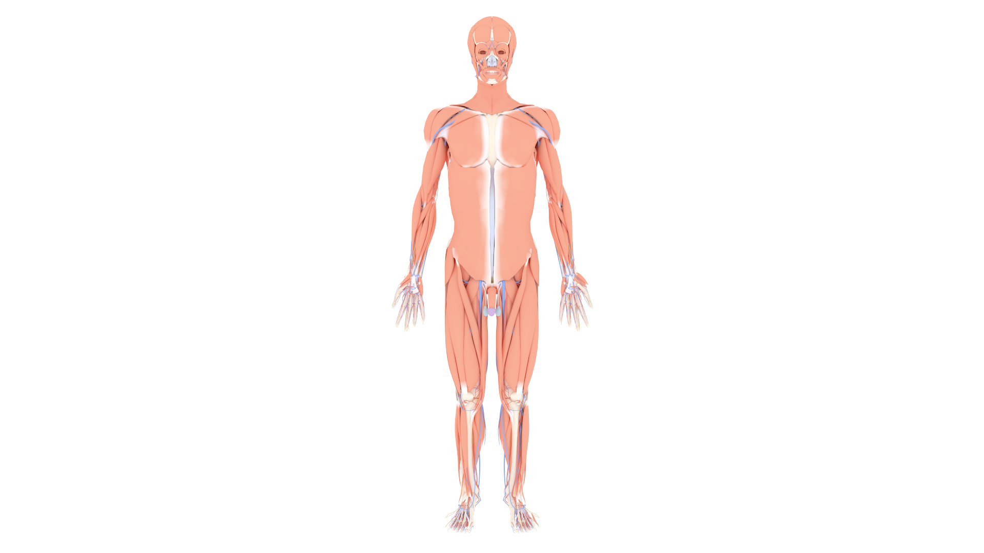 Full Body Diagram