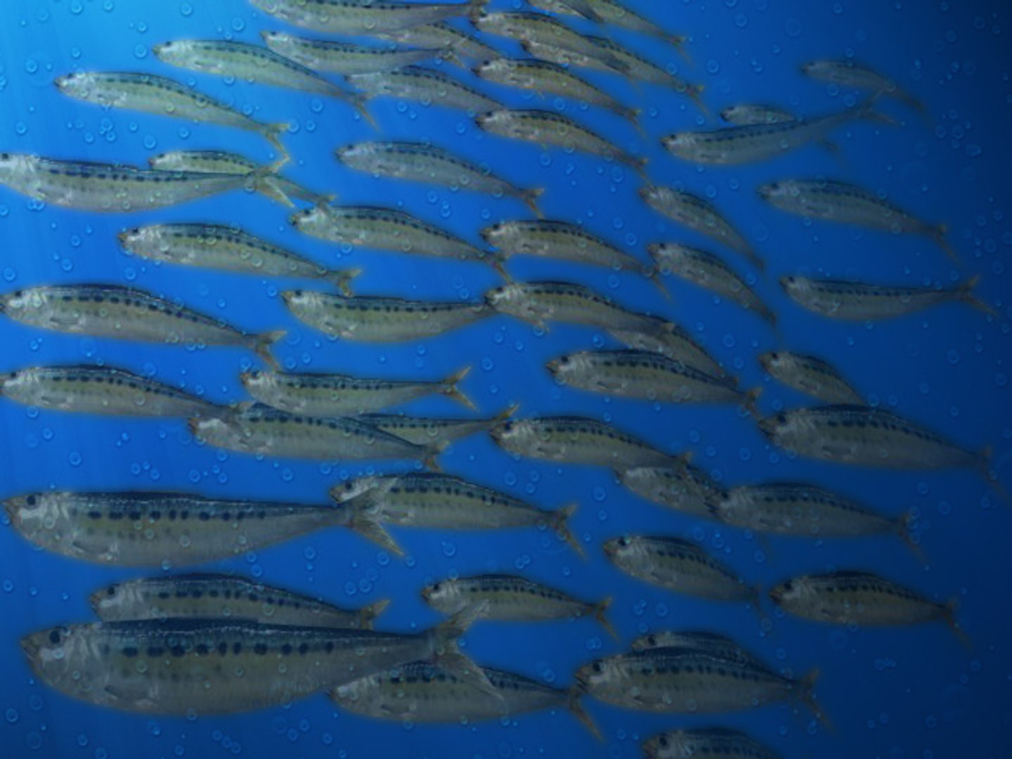 3d Sardine Animation