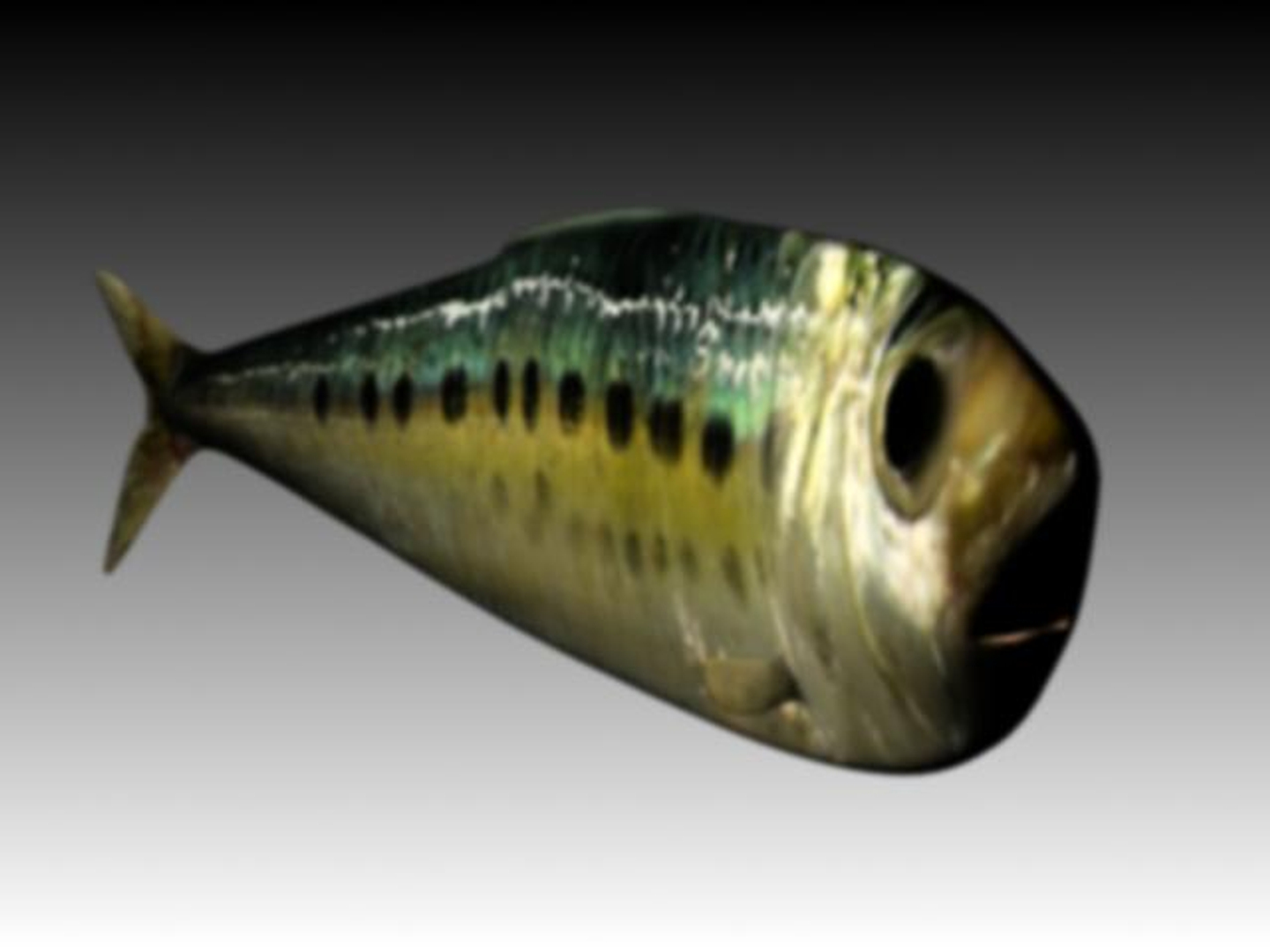 3d sardine animation