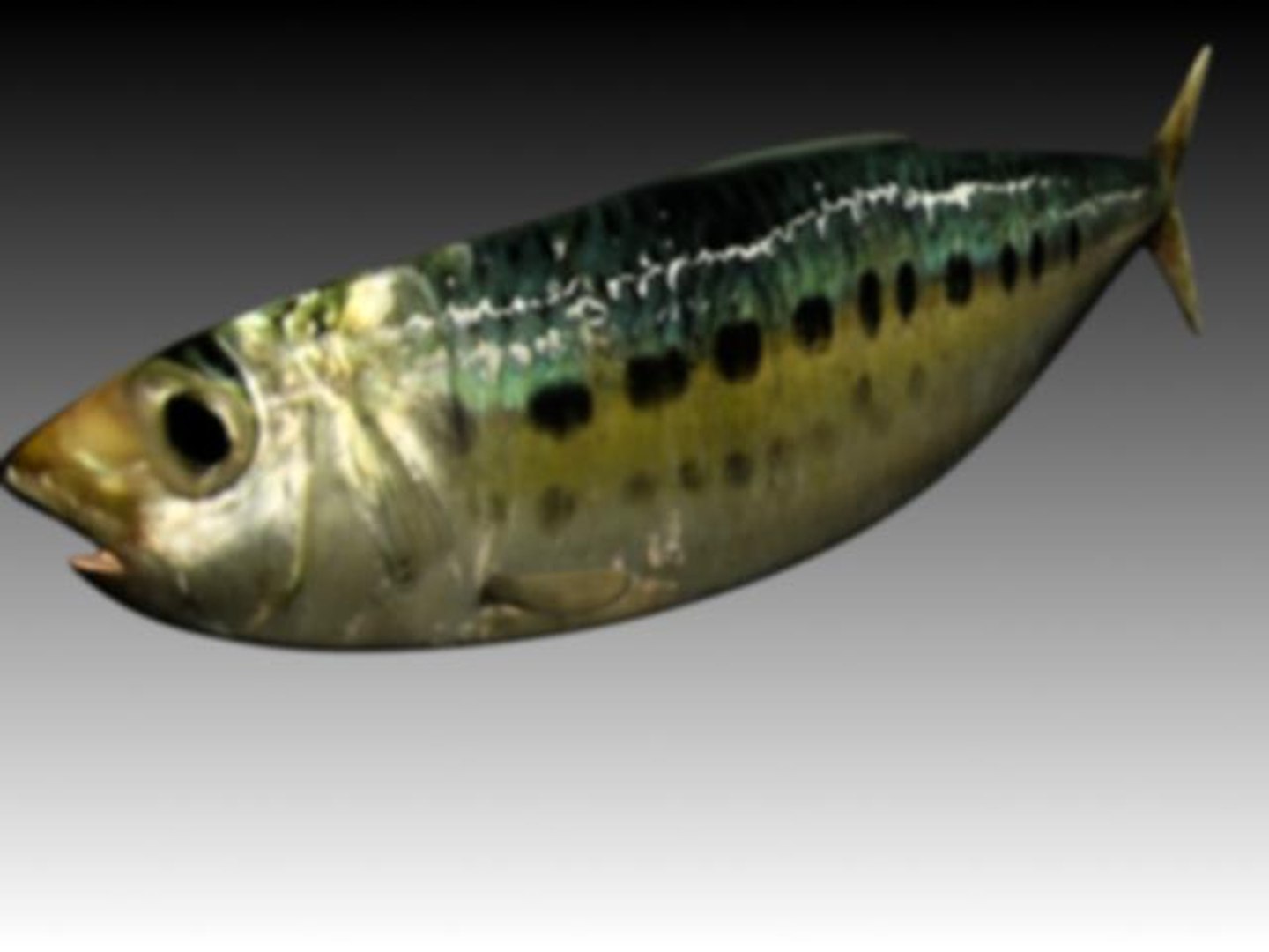 3d Sardine Animation