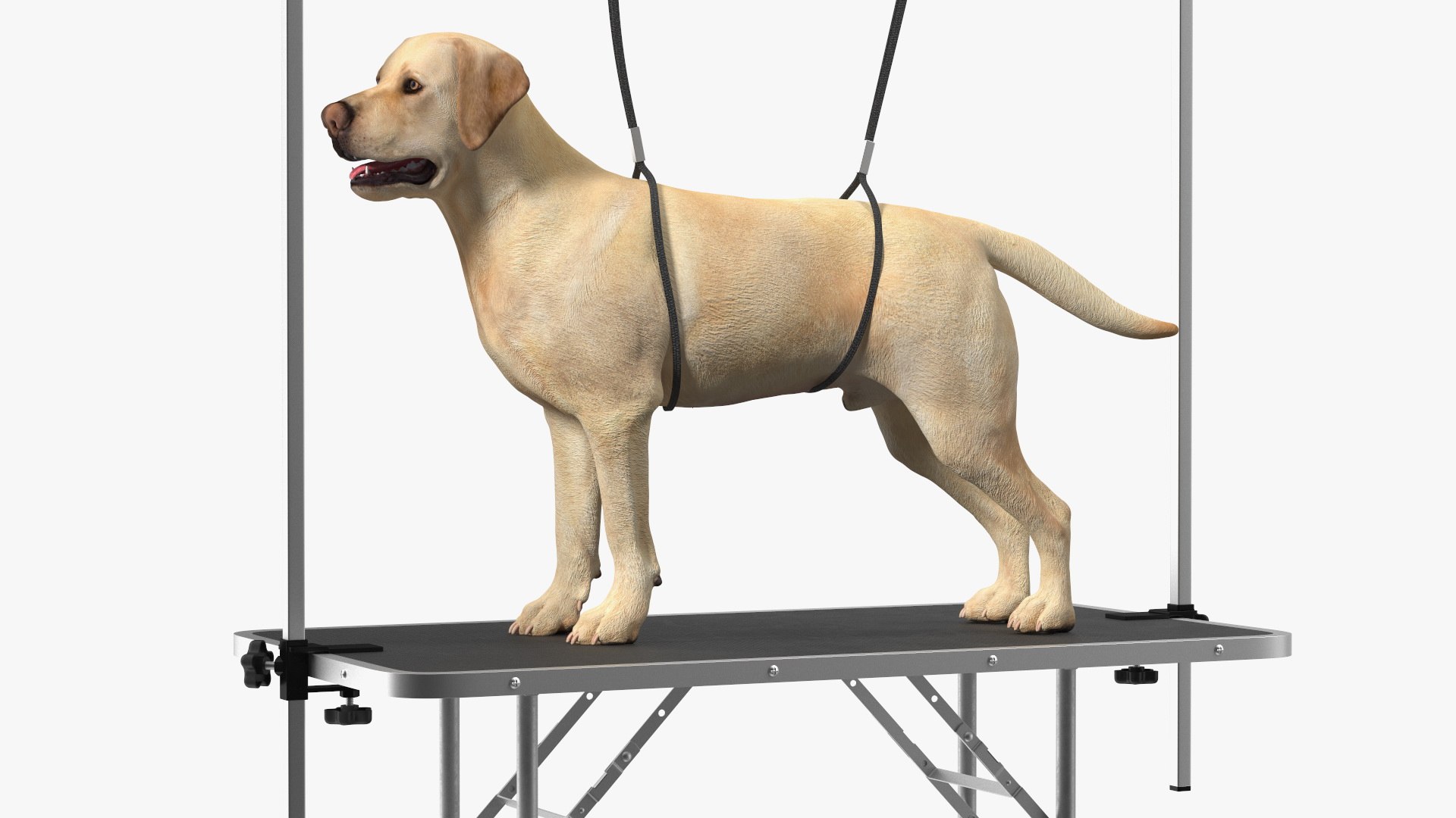 3D Grooming Table With Dog Model - TurboSquid 1971777