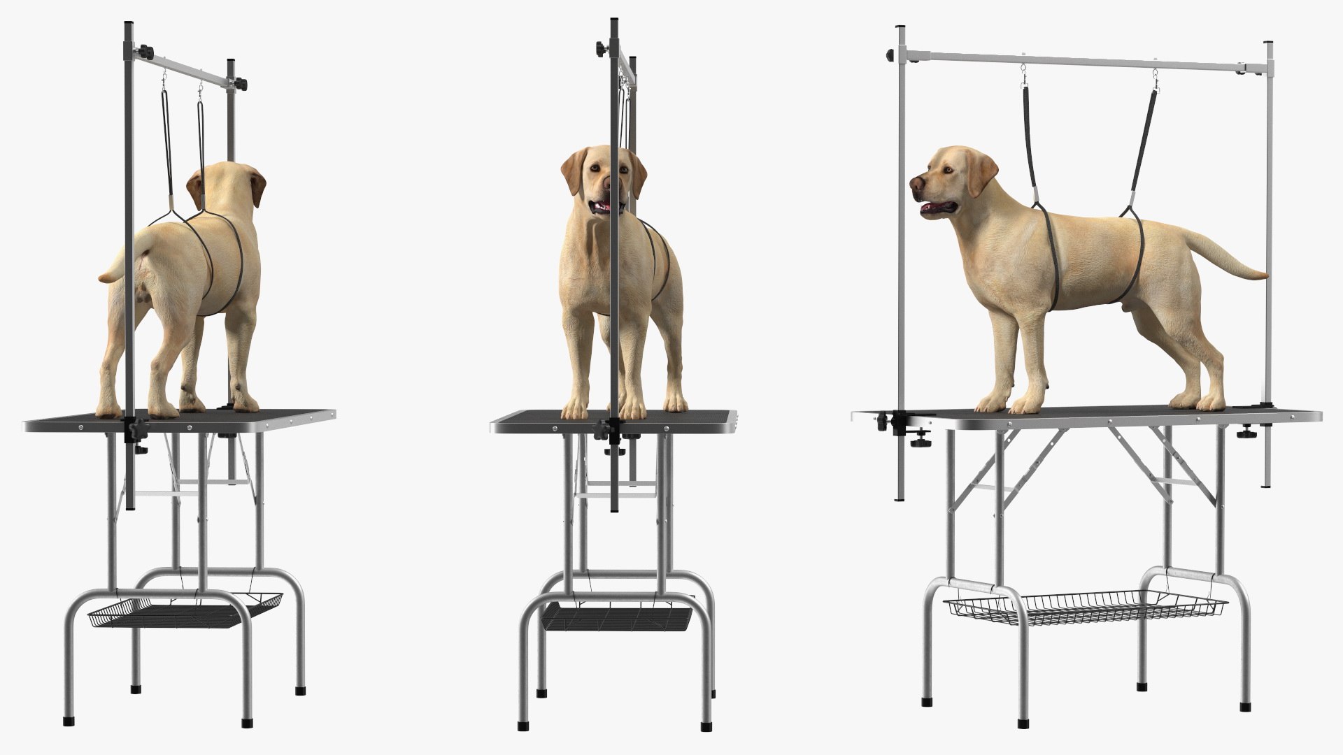 3D Grooming Table With Dog Model - TurboSquid 1971777