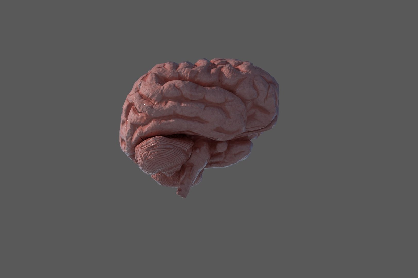 3D Human Brain Pbr Model - TurboSquid 1572405