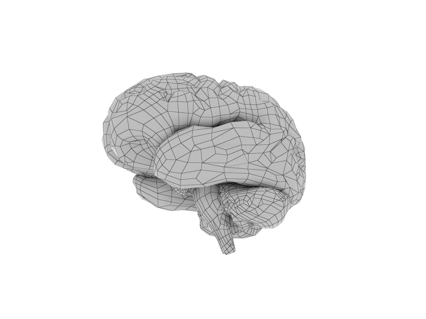 3D Human Brain Pbr Model - TurboSquid 1572405