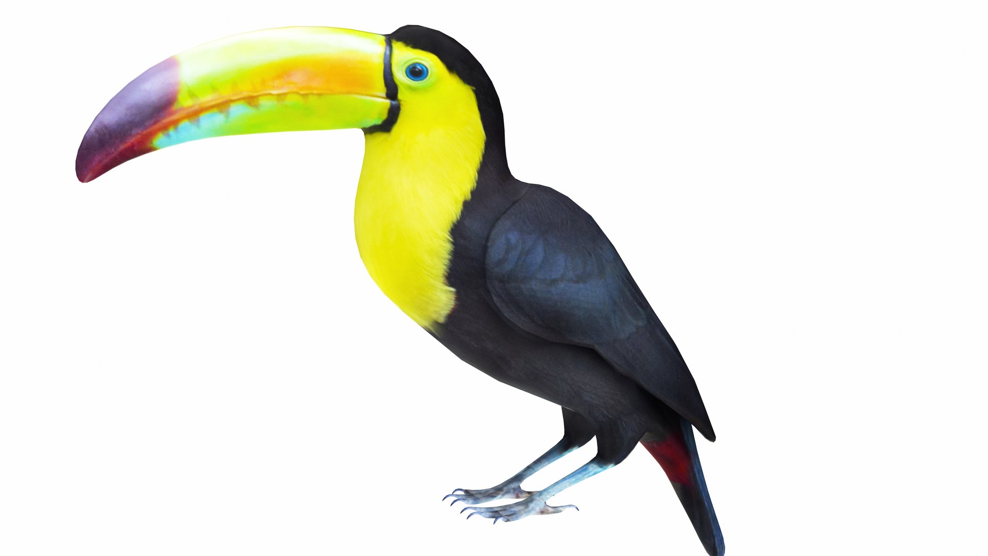 3D Exotic And Tropical Birds 10 In 1 - TurboSquid 2340705