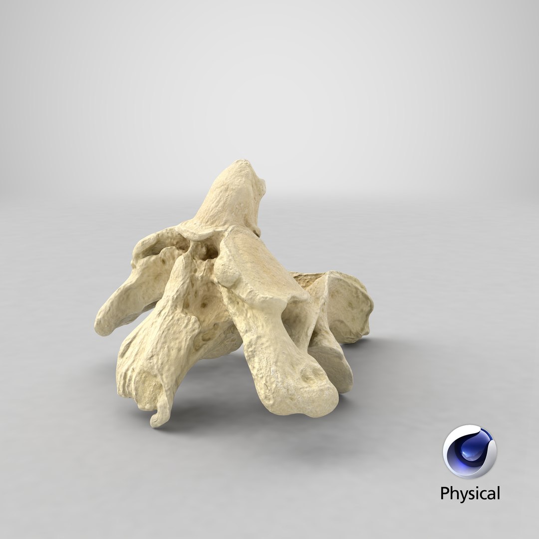 Pavian Monkey Male Cervical Vertebrae C2 Axis 3D model - TurboSquid 2071811