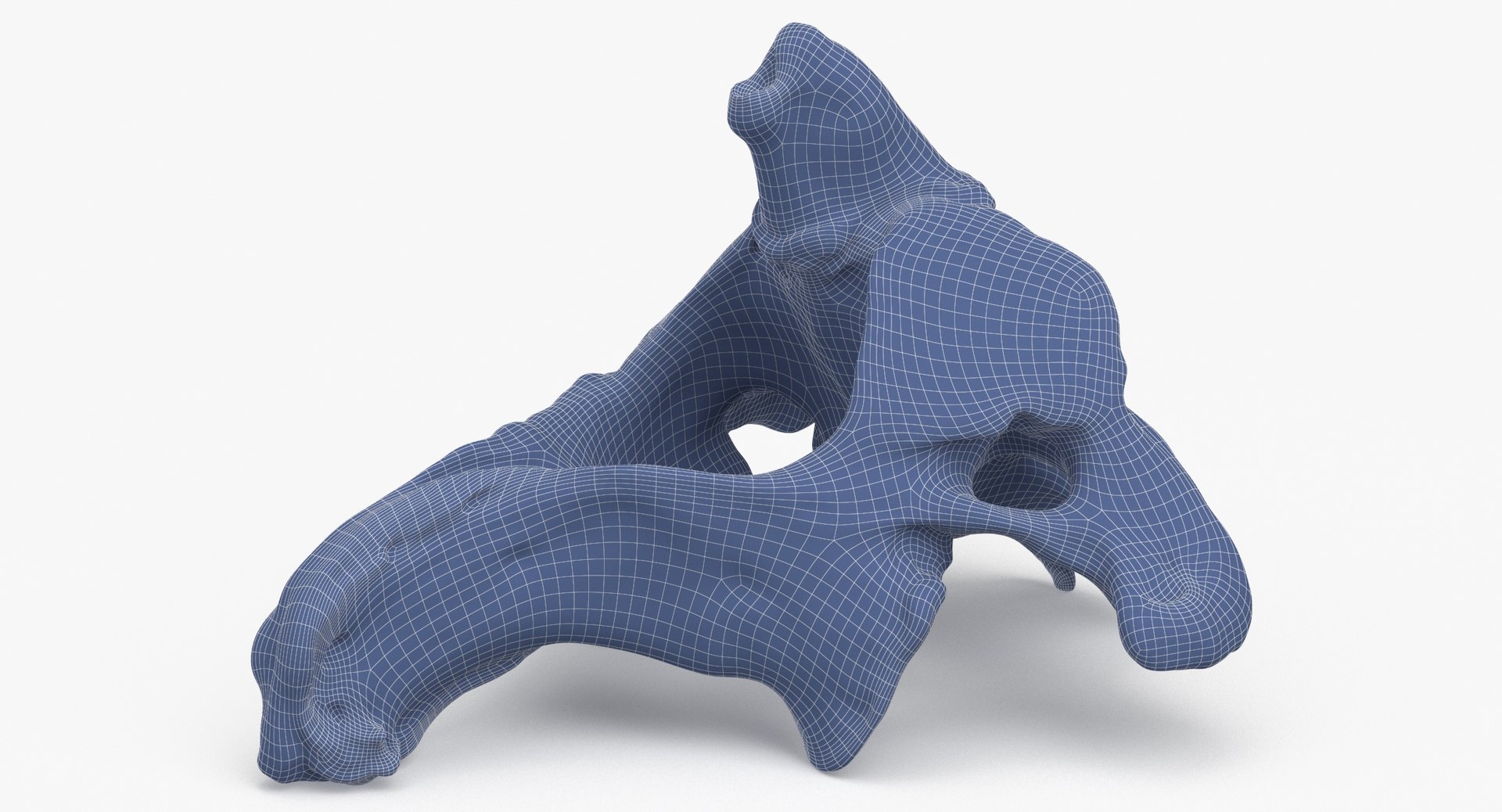 Pavian Monkey Male Cervical Vertebrae C2 Axis 3D Model - TurboSquid 2071811