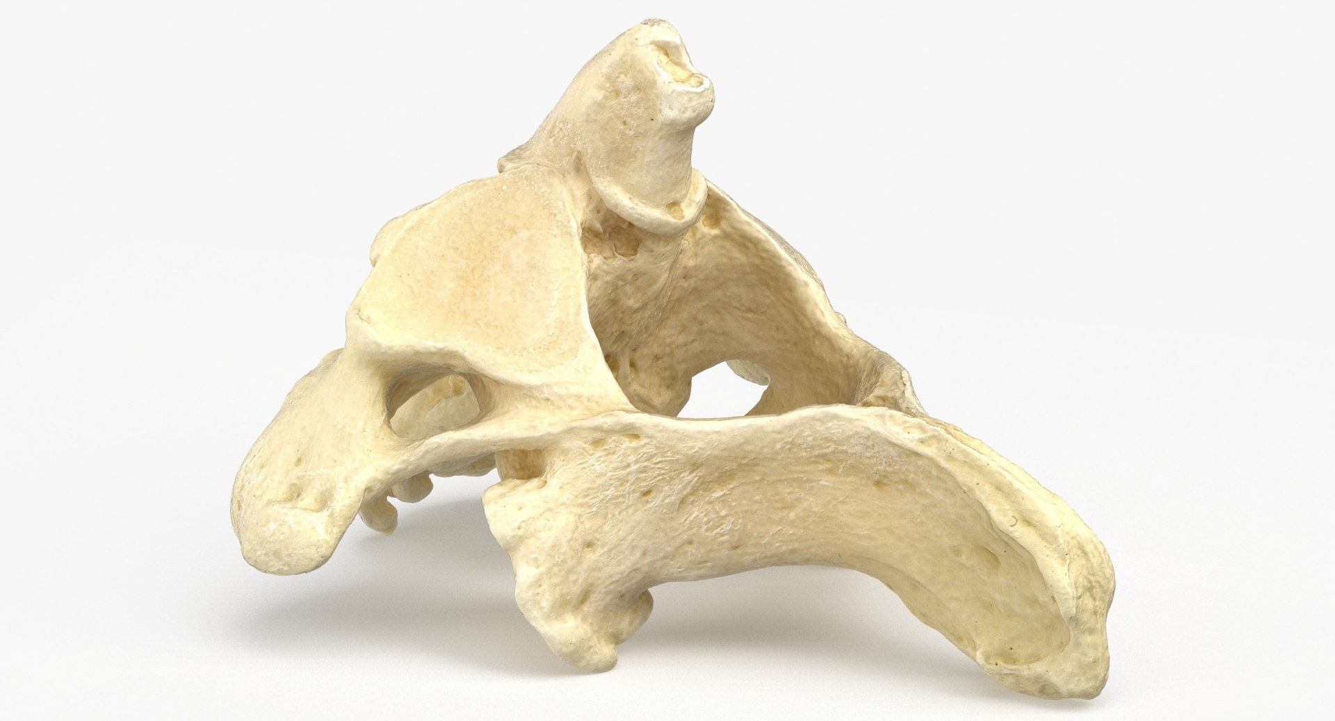 Pavian Monkey Male Cervical Vertebrae C2 Axis 3D Model - TurboSquid 2071811