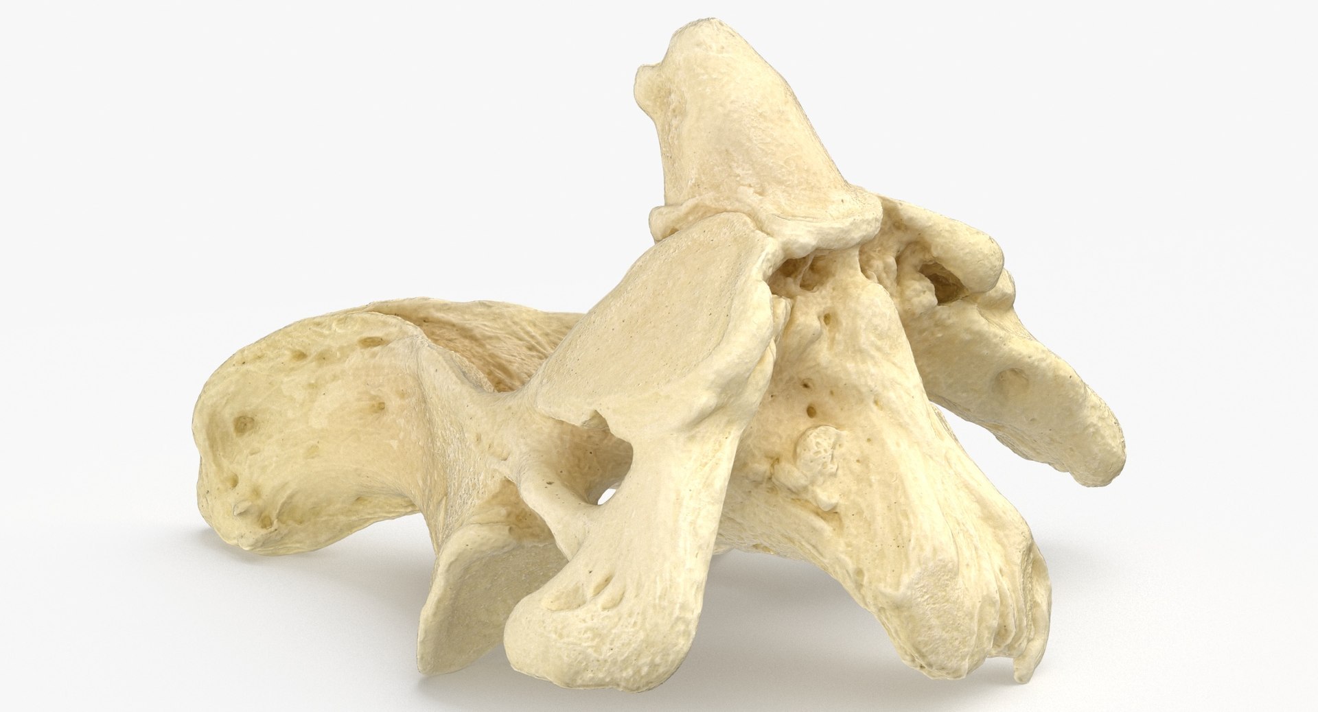 Pavian Monkey Male Cervical Vertebrae C2 Axis 3D Model - TurboSquid 2071811