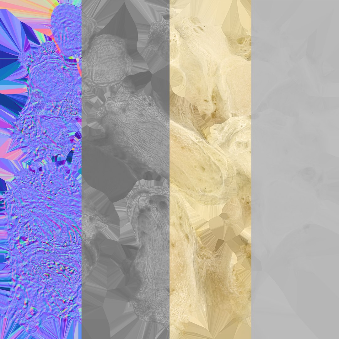 Pavian Monkey Male Cervical Vertebrae C2 Axis 3D Model - TurboSquid 2071811