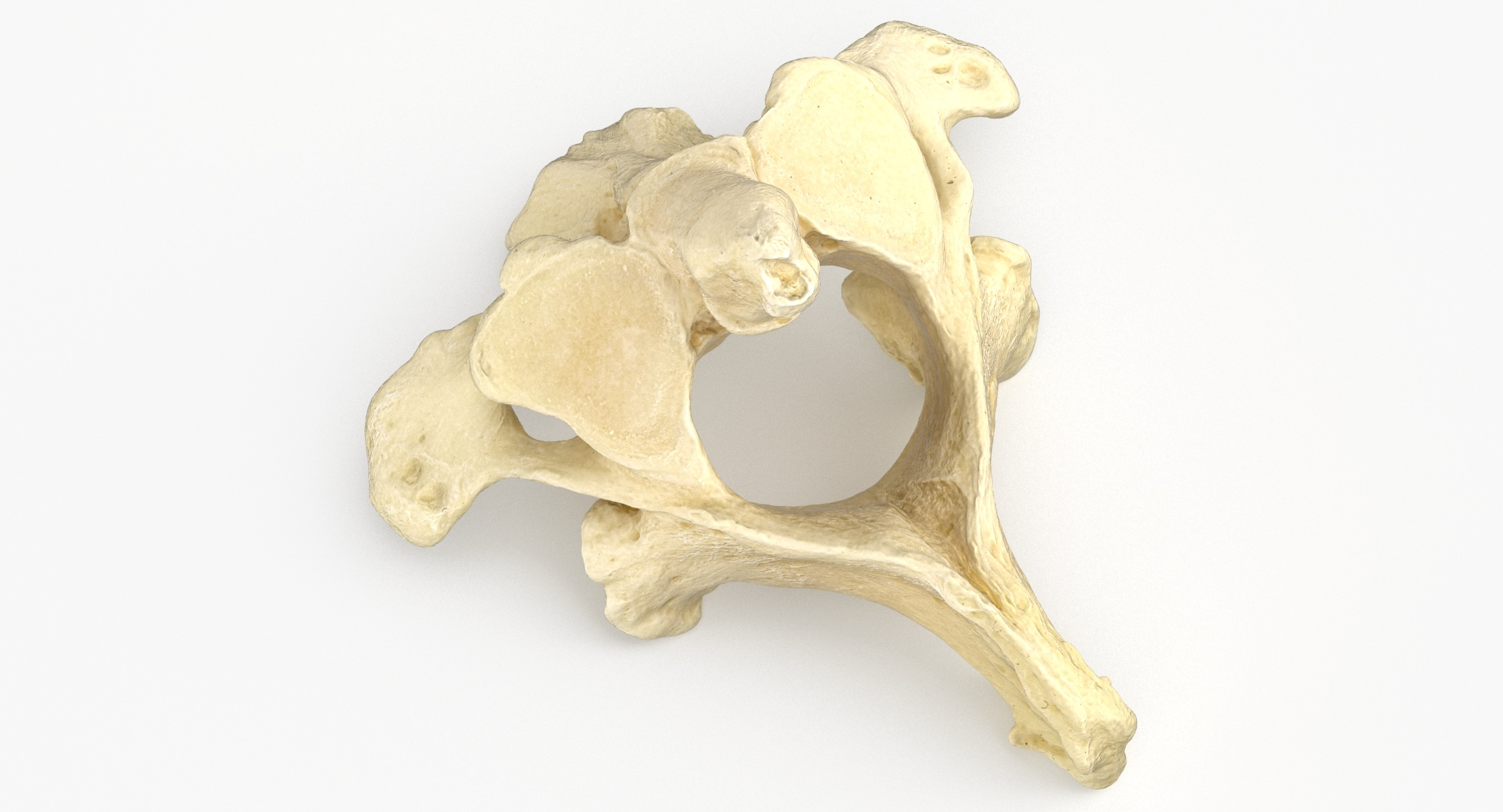 3D модель Pavian Monkey Male Cervical Vertebrae C2 Axis - TurboSquid ...