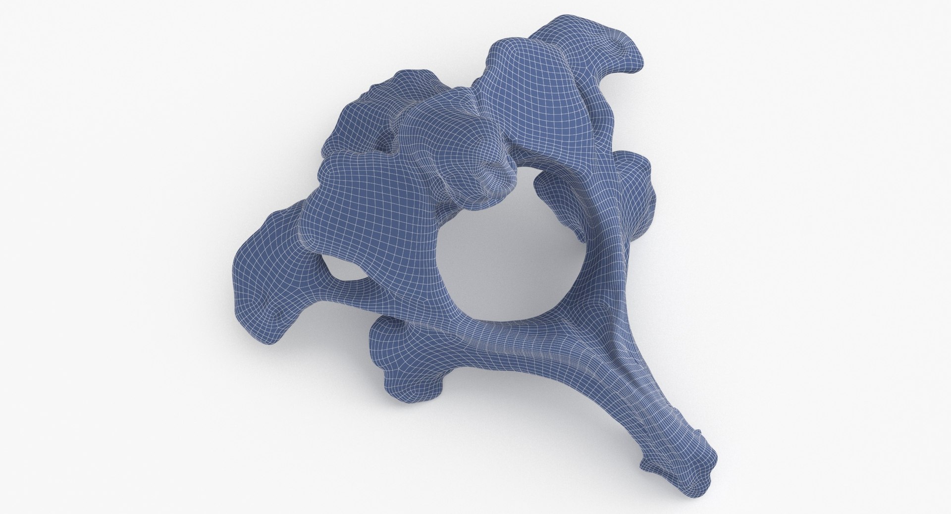 Pavian Monkey Male Cervical Vertebrae C2 Axis 3D Model - TurboSquid 2071811