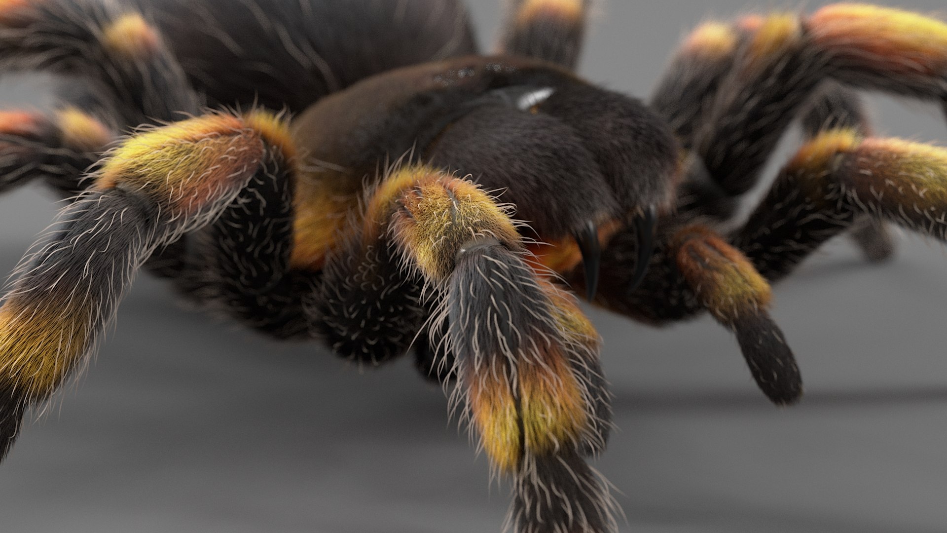 3D Tarantula Spider Rigged Xgen - TurboSquid 2283350