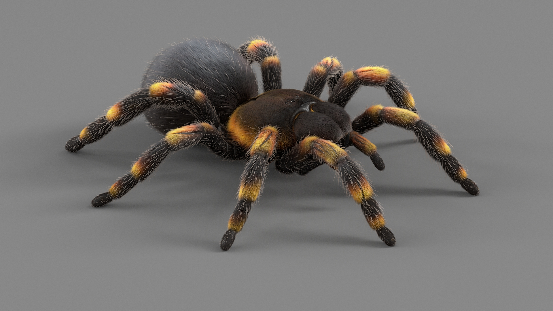 3D Tarantula Spider Rigged Xgen - TurboSquid 2283350