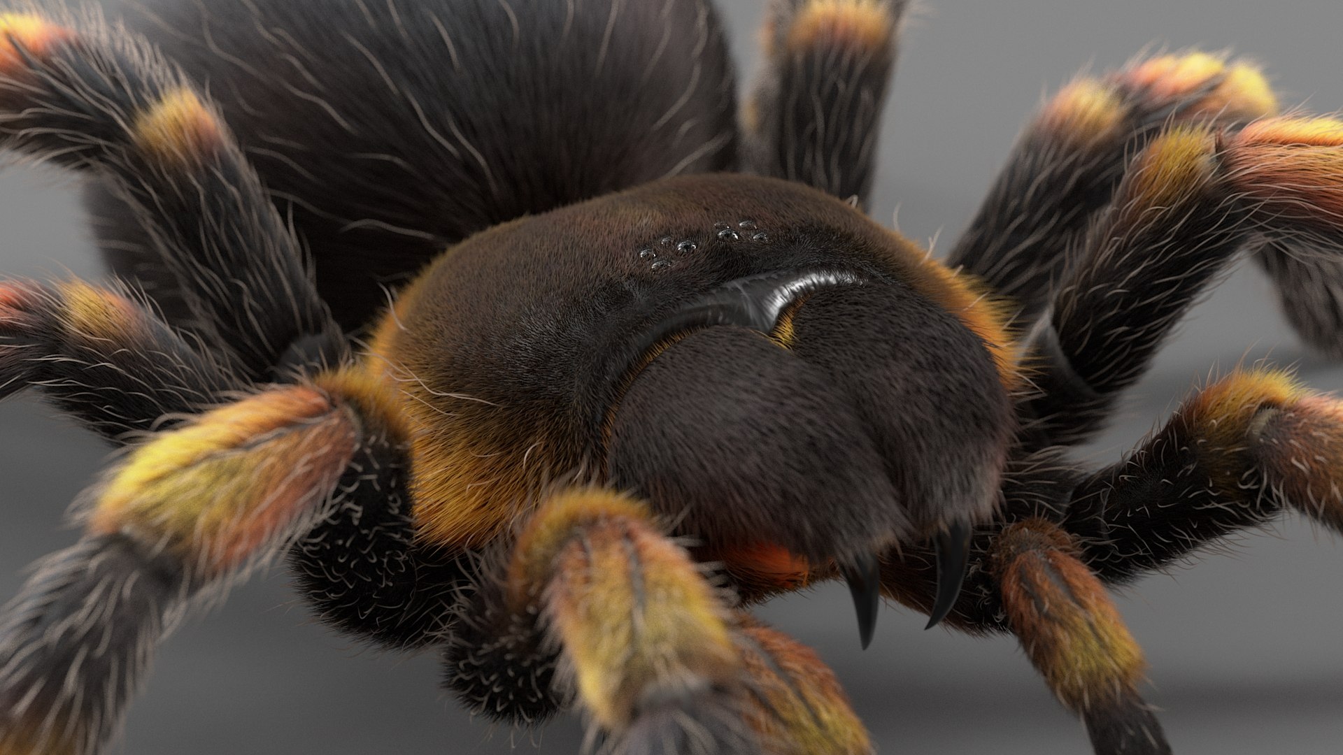 3D Tarantula Spider Rigged Xgen - TurboSquid 2283350