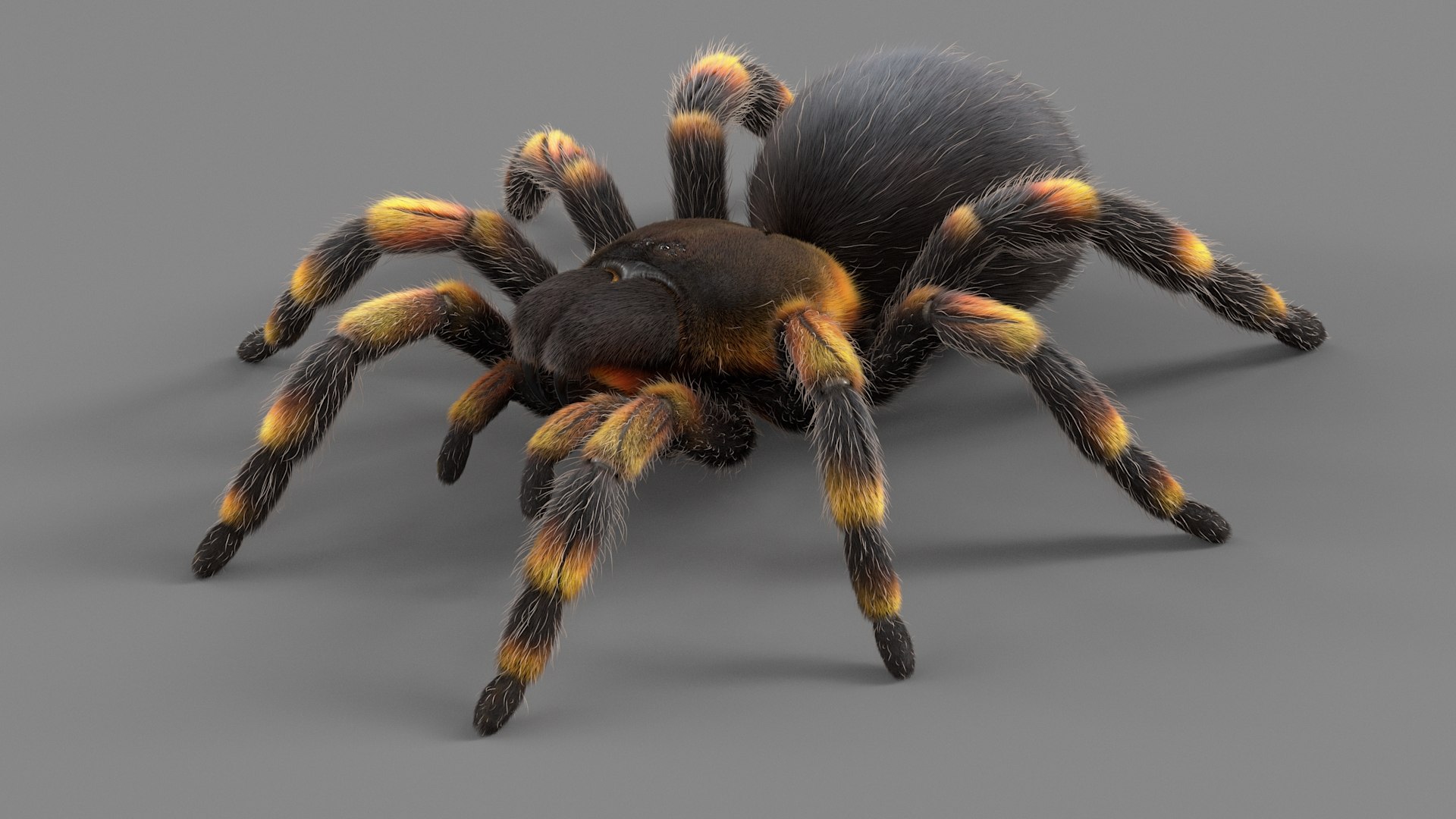 3D Tarantula Spider Rigged Xgen - TurboSquid 2283350