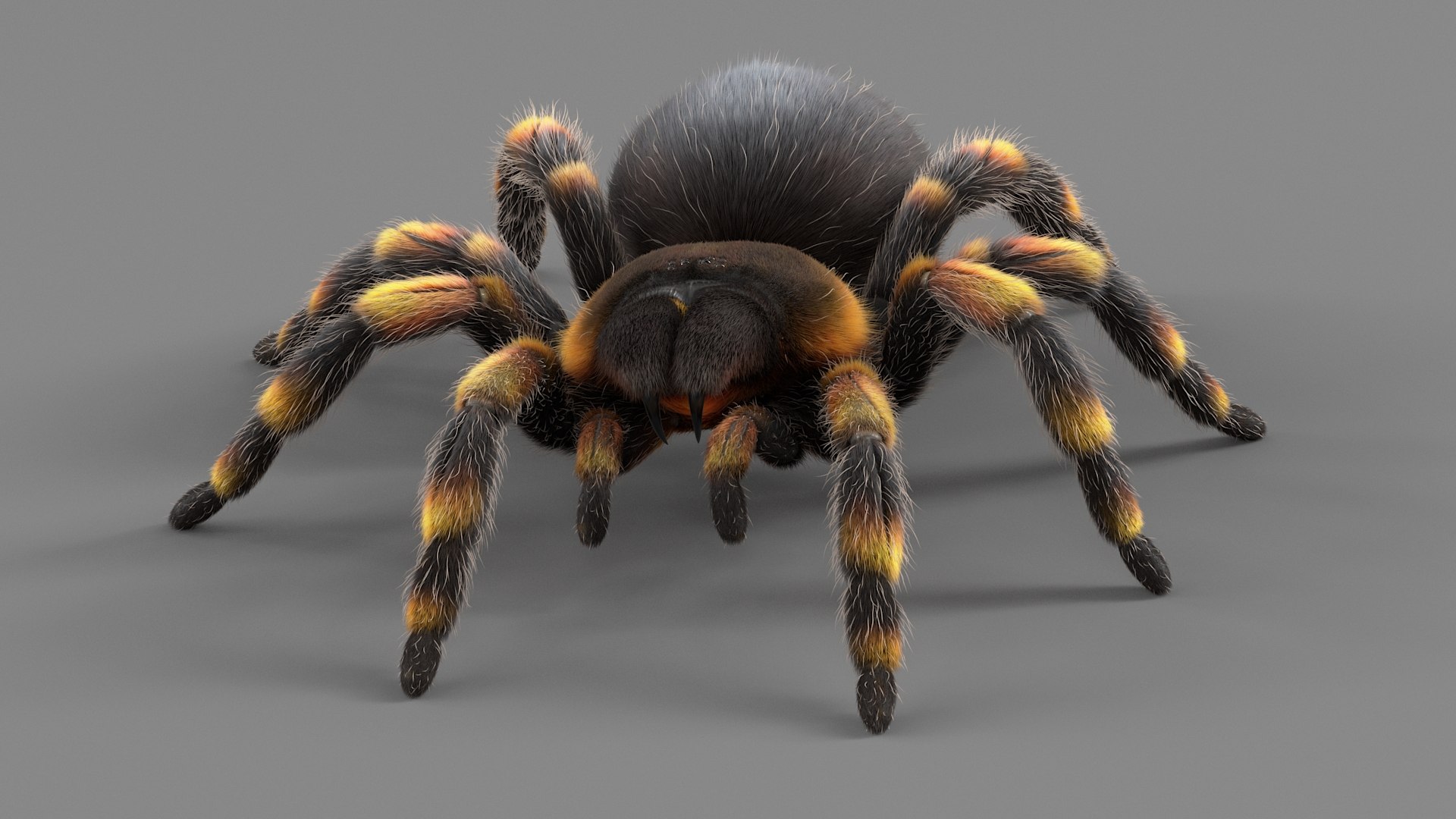 3D Tarantula Spider Rigged Xgen - TurboSquid 2283350