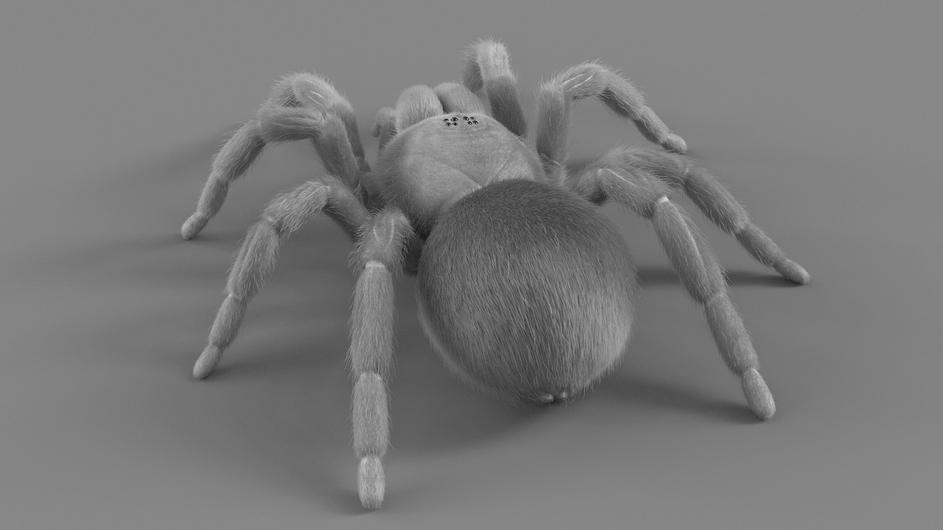 3D Tarantula Spider Rigged Xgen - TurboSquid 2283350