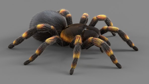 modelo 3d Araña tarántula manipulada Xgen - TurboSquid 2283350