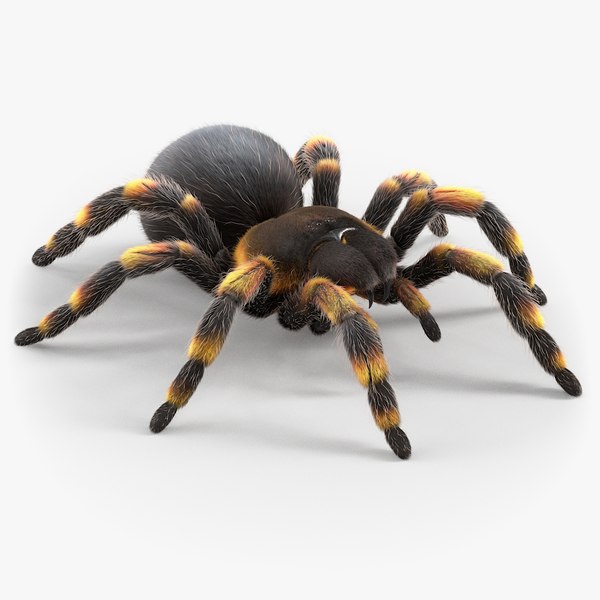 Spider 3D Models for Download | TurboSquid