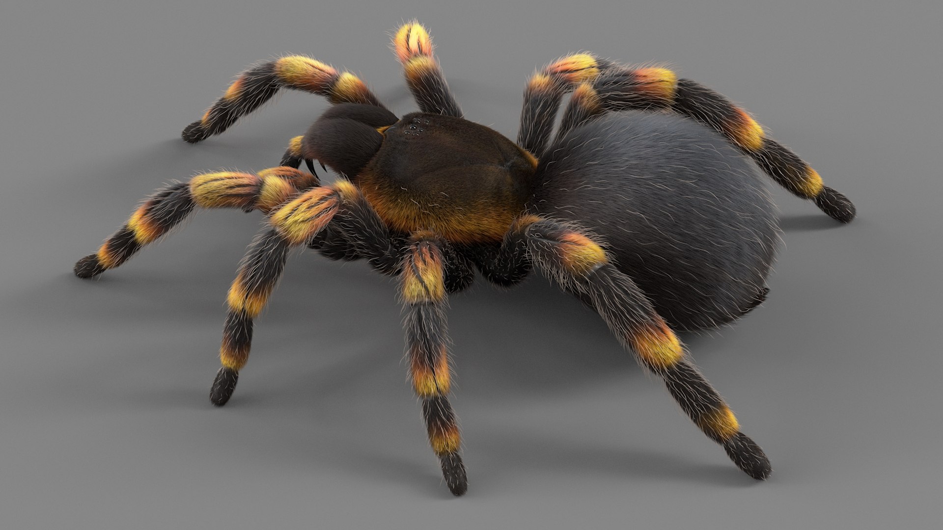 3D Tarantula Spider Rigged Xgen - TurboSquid 2283350