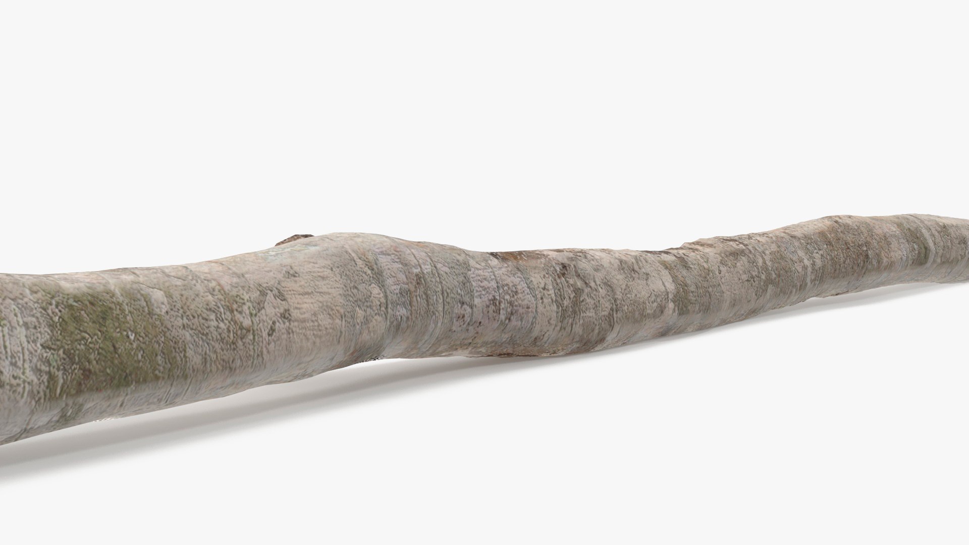 3D Birch Pole with White Bark model - TurboSquid 2127227