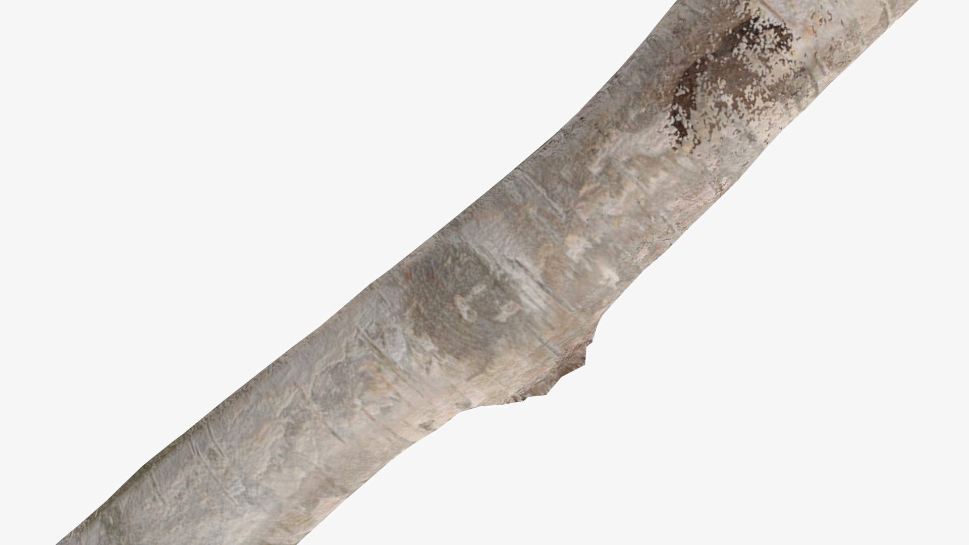 3D Birch Pole with White Bark model - TurboSquid 2127227