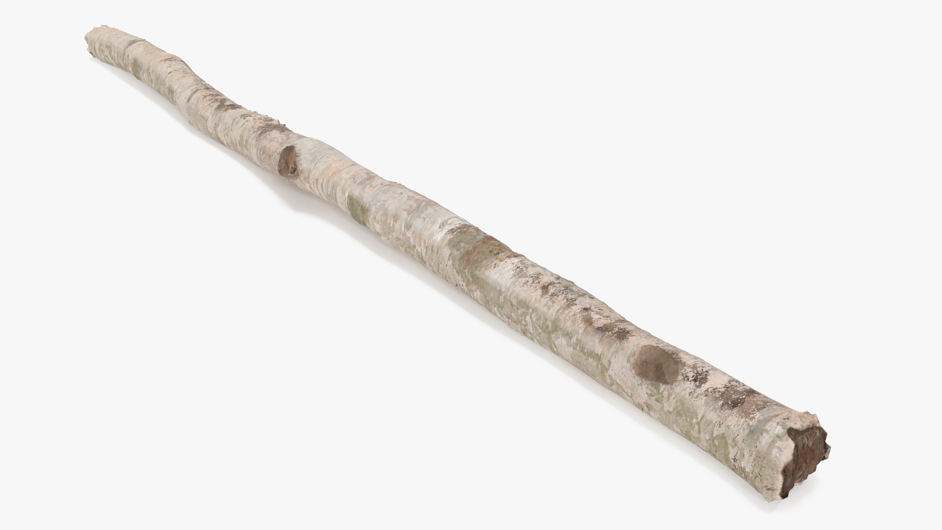 3D Birch Pole with White Bark model - TurboSquid 2127227