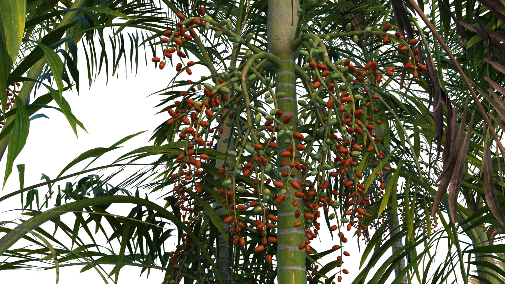 3D All In One Plant Tree Pack - TurboSquid 2197145