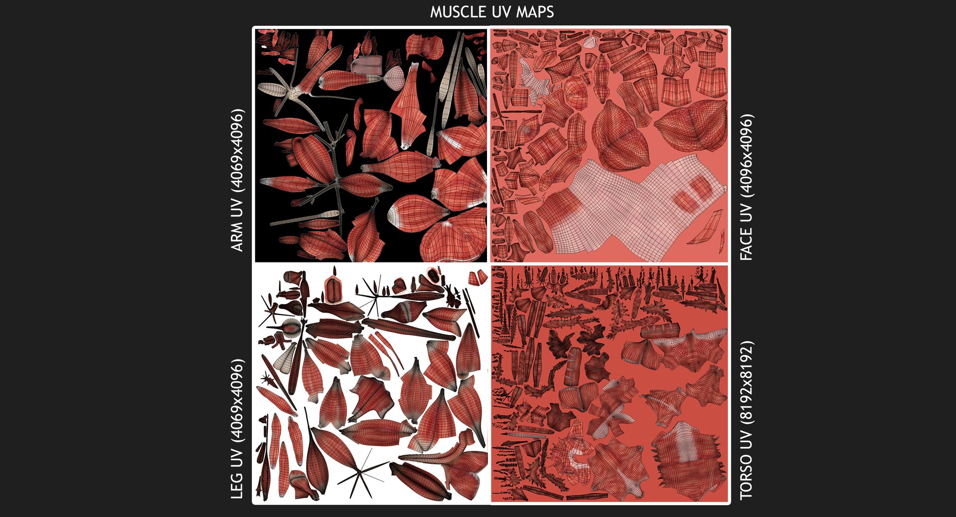 3d Model Muscle Anatomy Female Torso