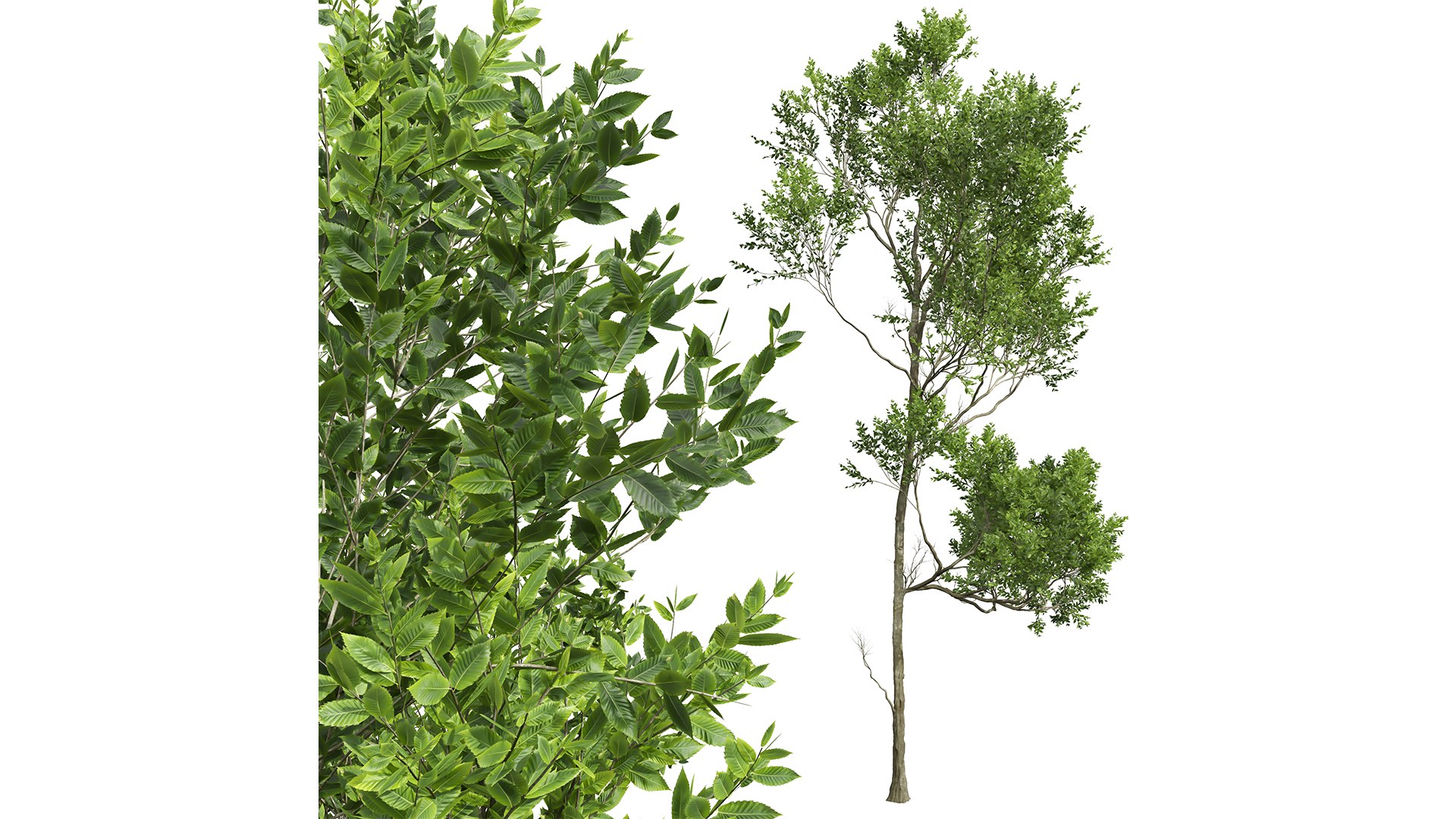6Different SETS Of Bush Set Vol 28 3D - TurboSquid 2205083