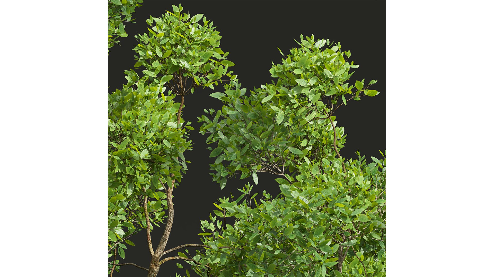 6Different SETS Of Bush Set Vol 28 3D - TurboSquid 2205083