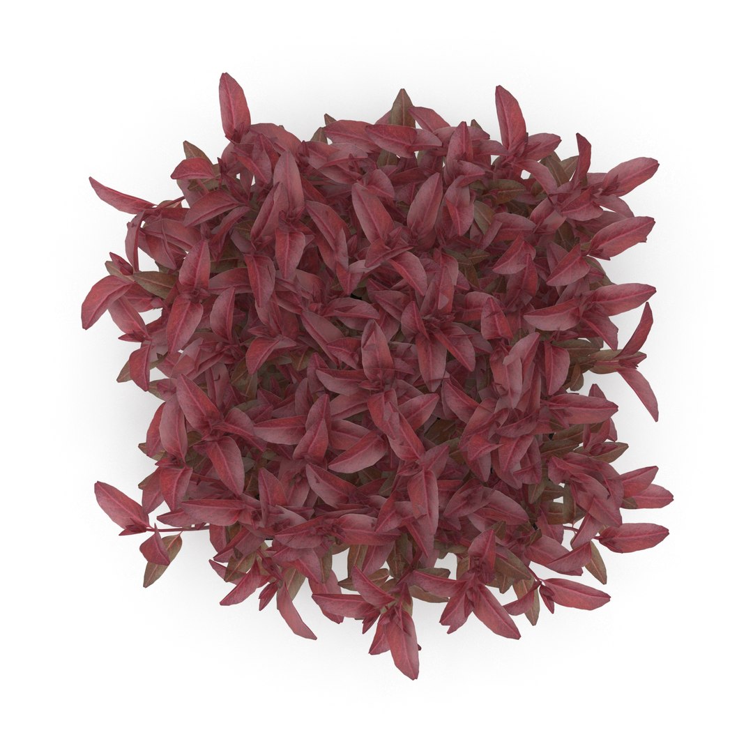 Red Amaranth Model - TurboSquid 1565464