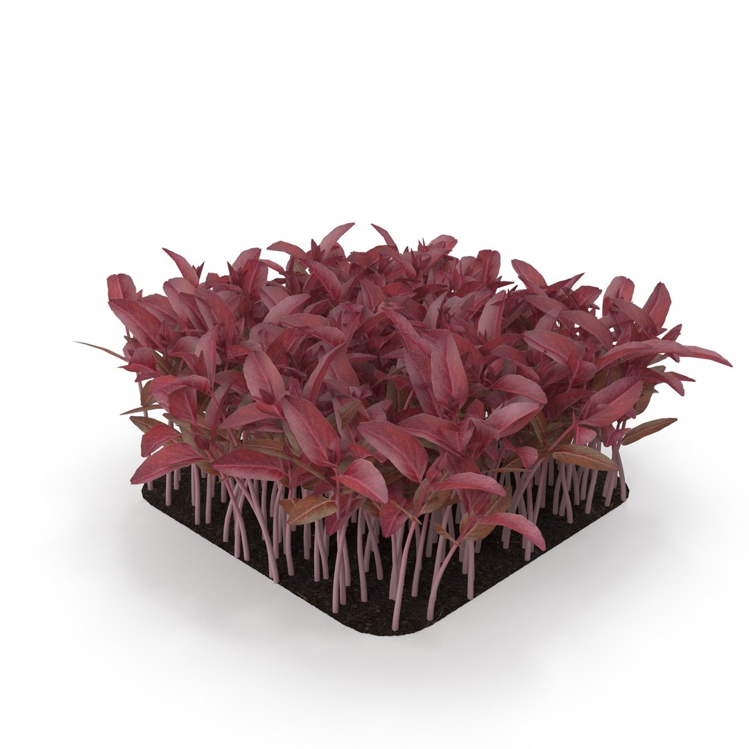 Red Amaranth Model - TurboSquid 1565464