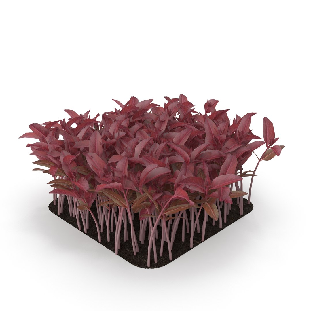 Red Amaranth Model - TurboSquid 1565464