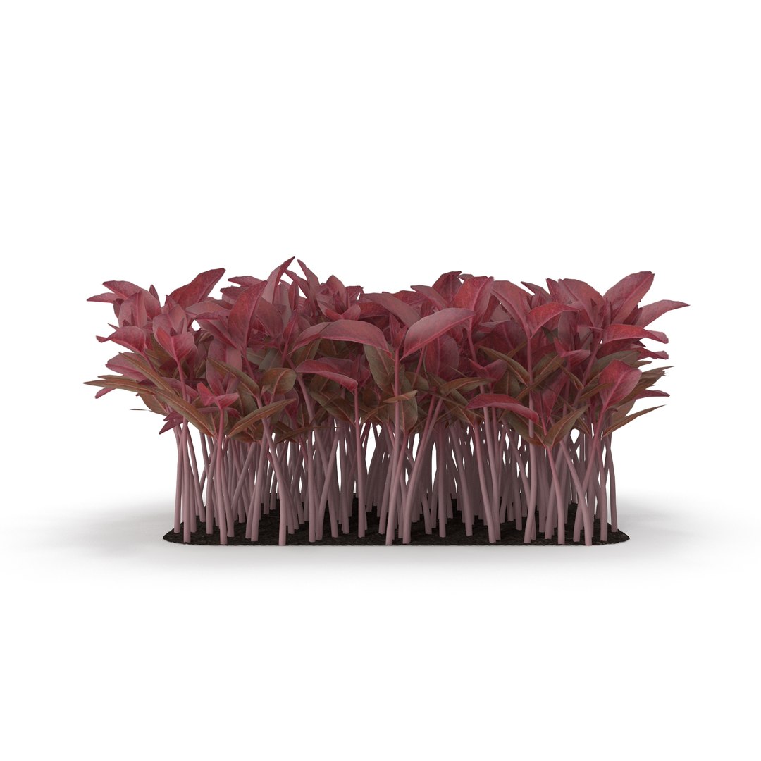 Red Amaranth Model - TurboSquid 1565464