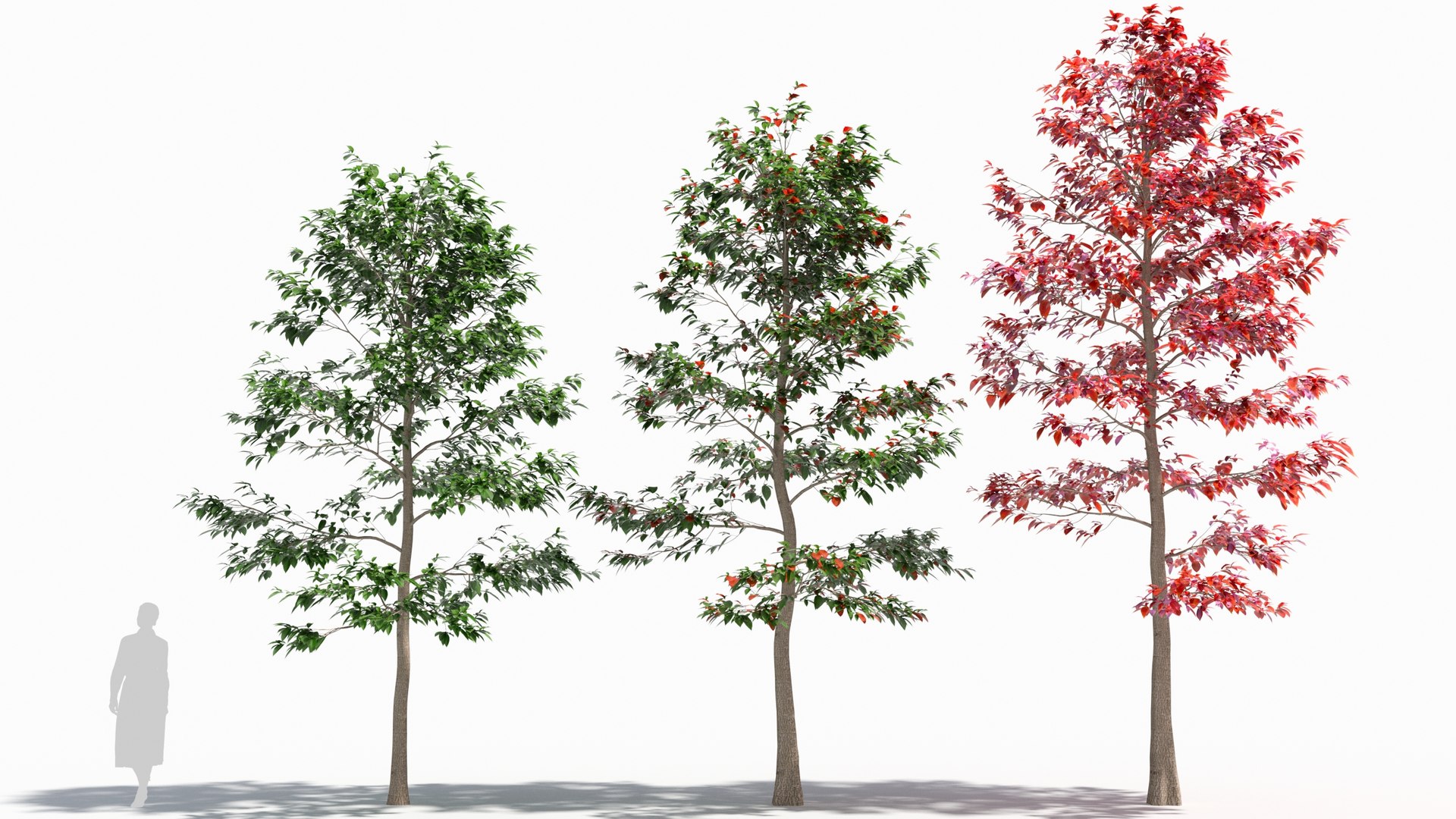 3D Nyssa Tree - TurboSquid 2027071