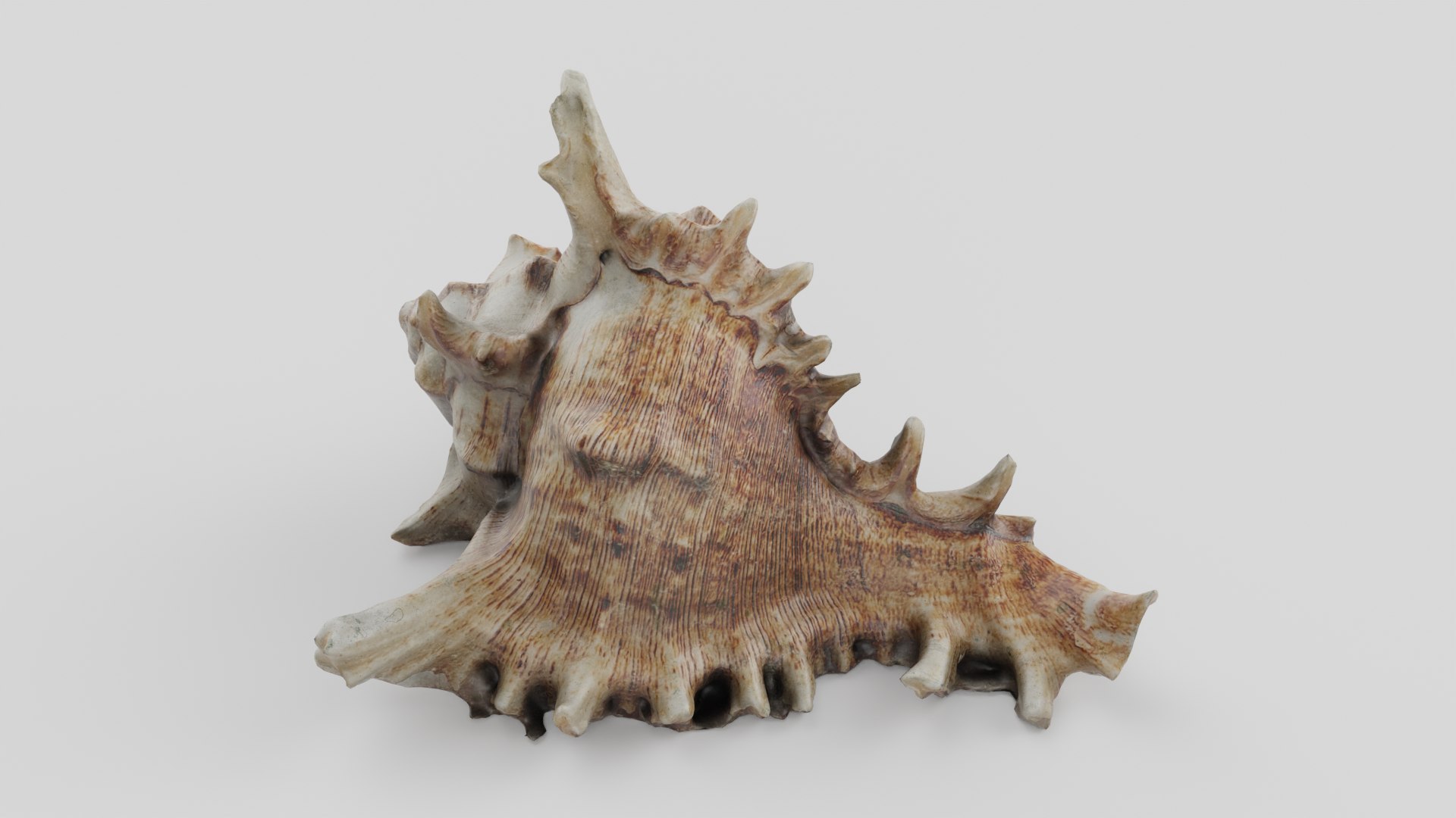 3D Model Sea Shell - TurboSquid 1640580