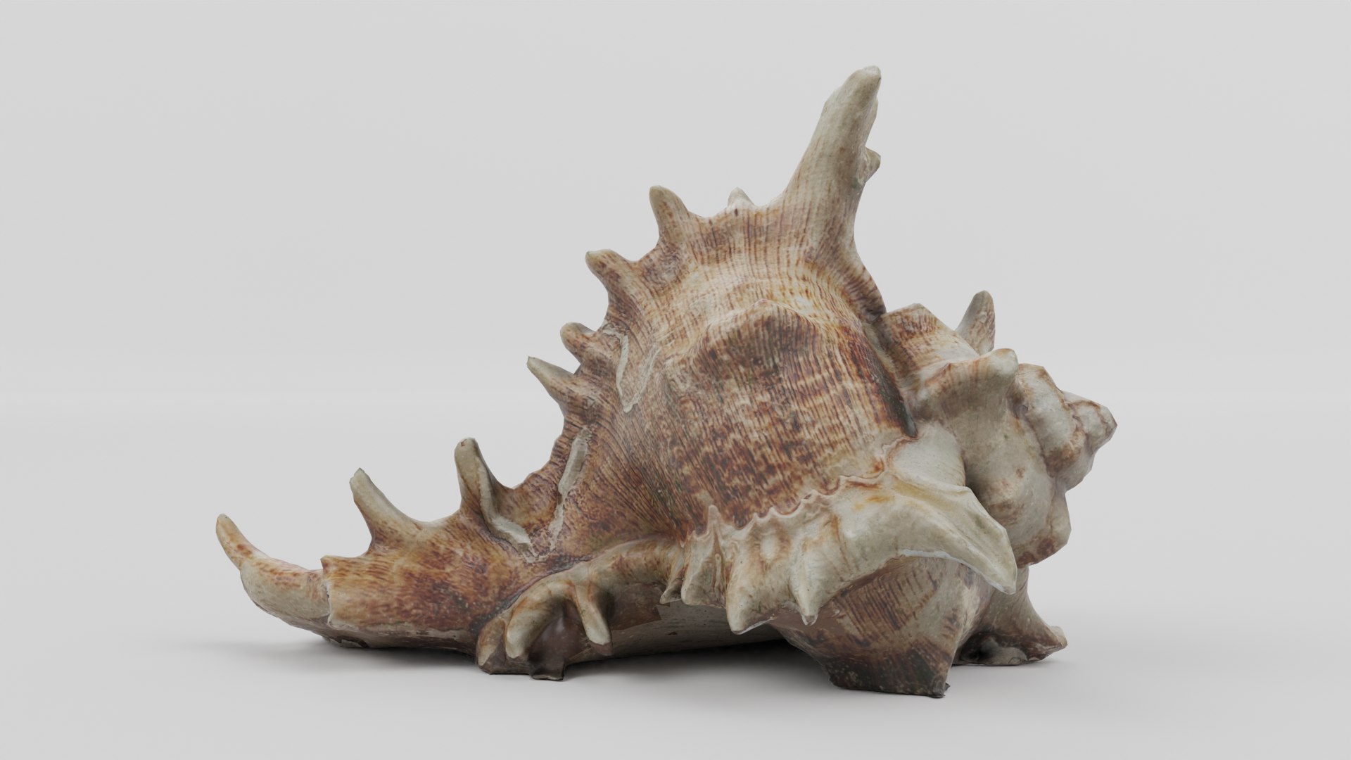 3D Model Sea Shell - TurboSquid 1640580