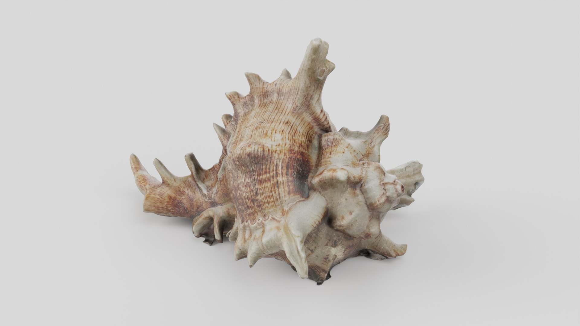 3D Model Sea Shell - TurboSquid 1640580